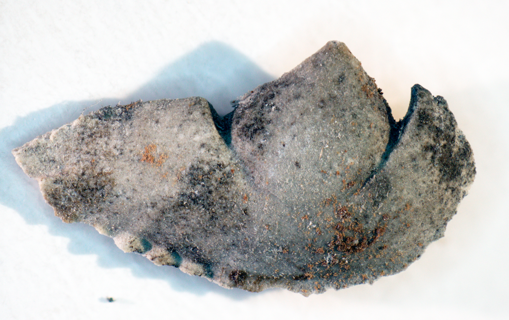 July 2025 - Fossil Find of the Month Contest - Fossil of the Month ...