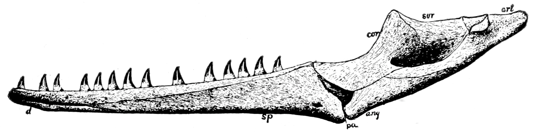 Mosasaur Teeth from North Sulphur River - Fossil ID - The Fossil Forum