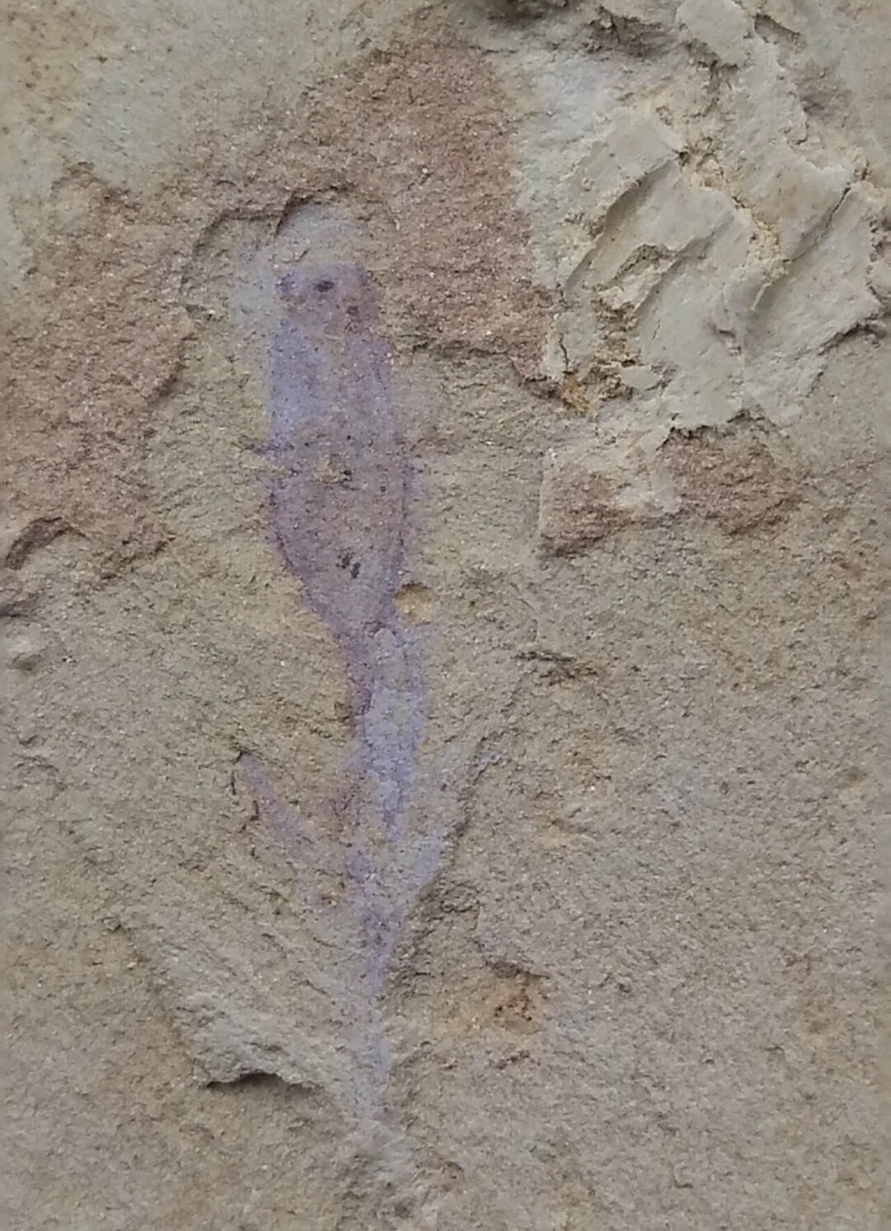 Cambrian Fossil ID - Fossil ID - The Fossil Forum