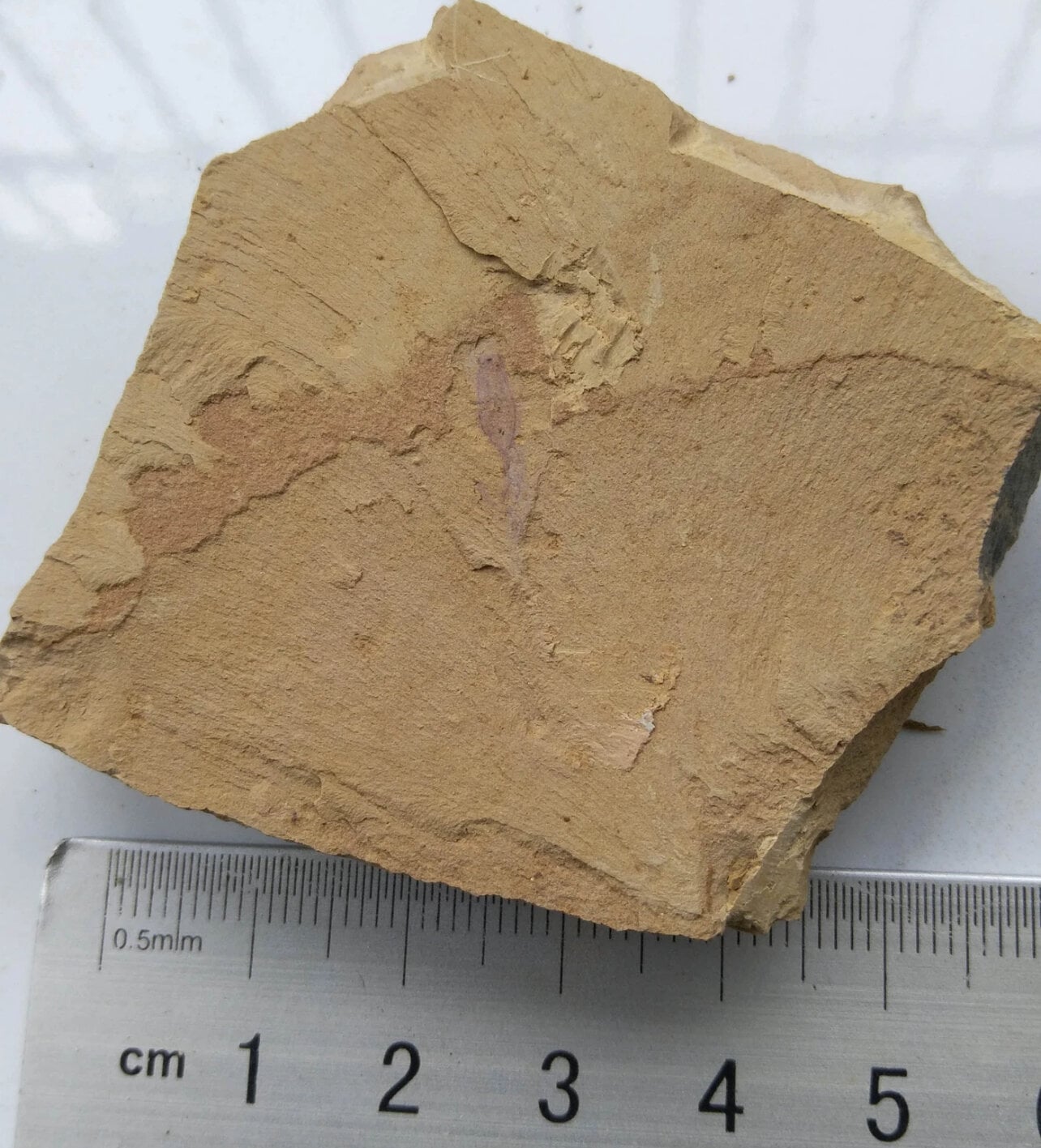 Cambrian Fossil ID - Fossil ID - The Fossil Forum