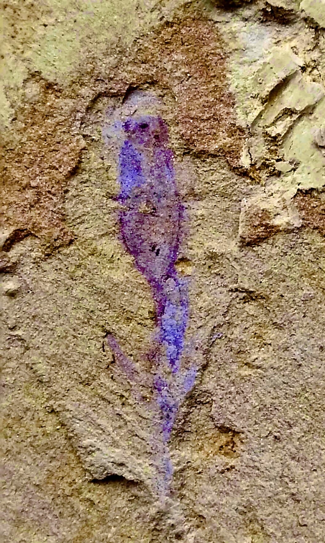 Cambrian Fossil ID - Fossil ID - The Fossil Forum
