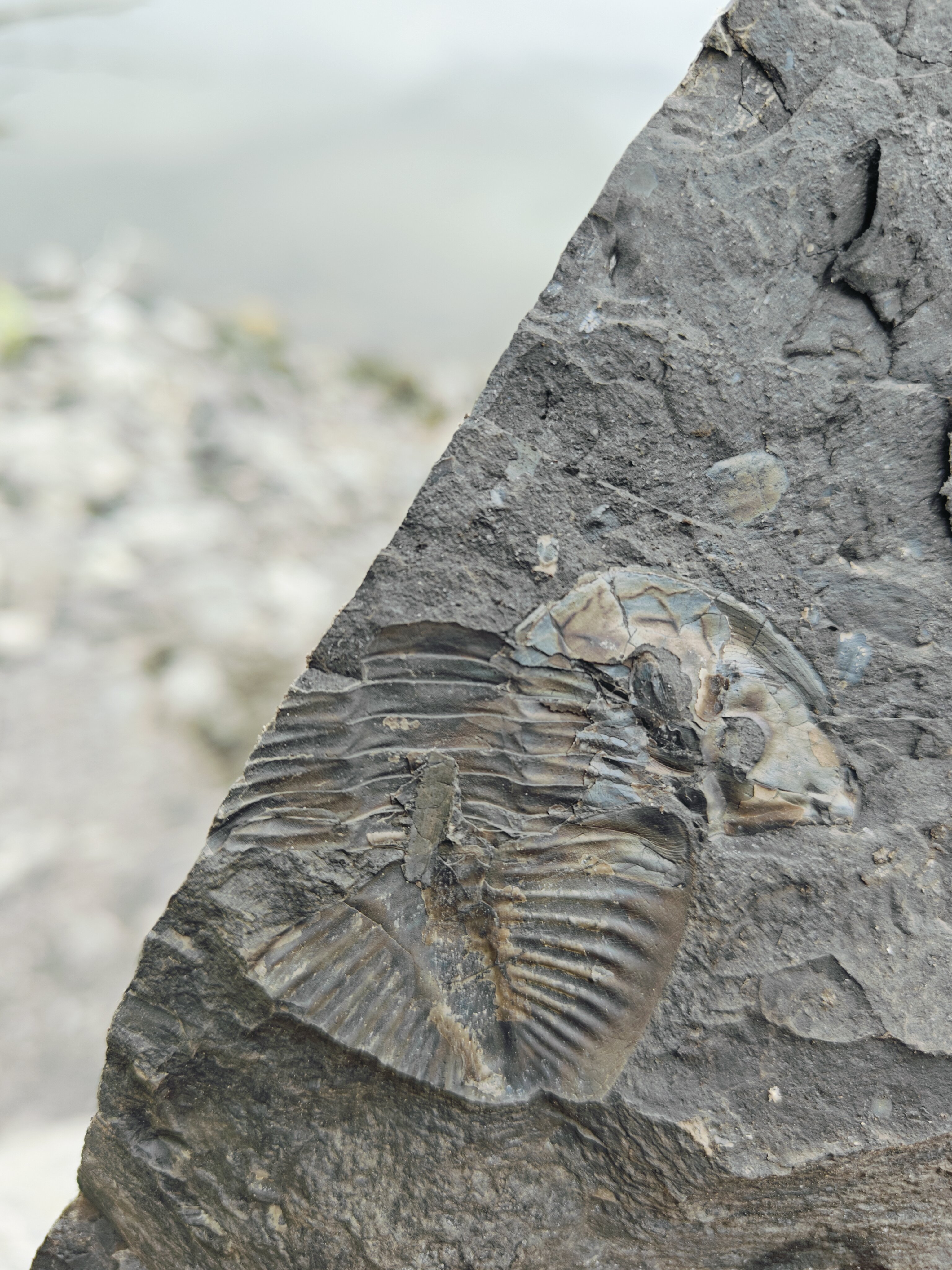 Found in Ottawa Ontario - Fossil ID - The Fossil Forum