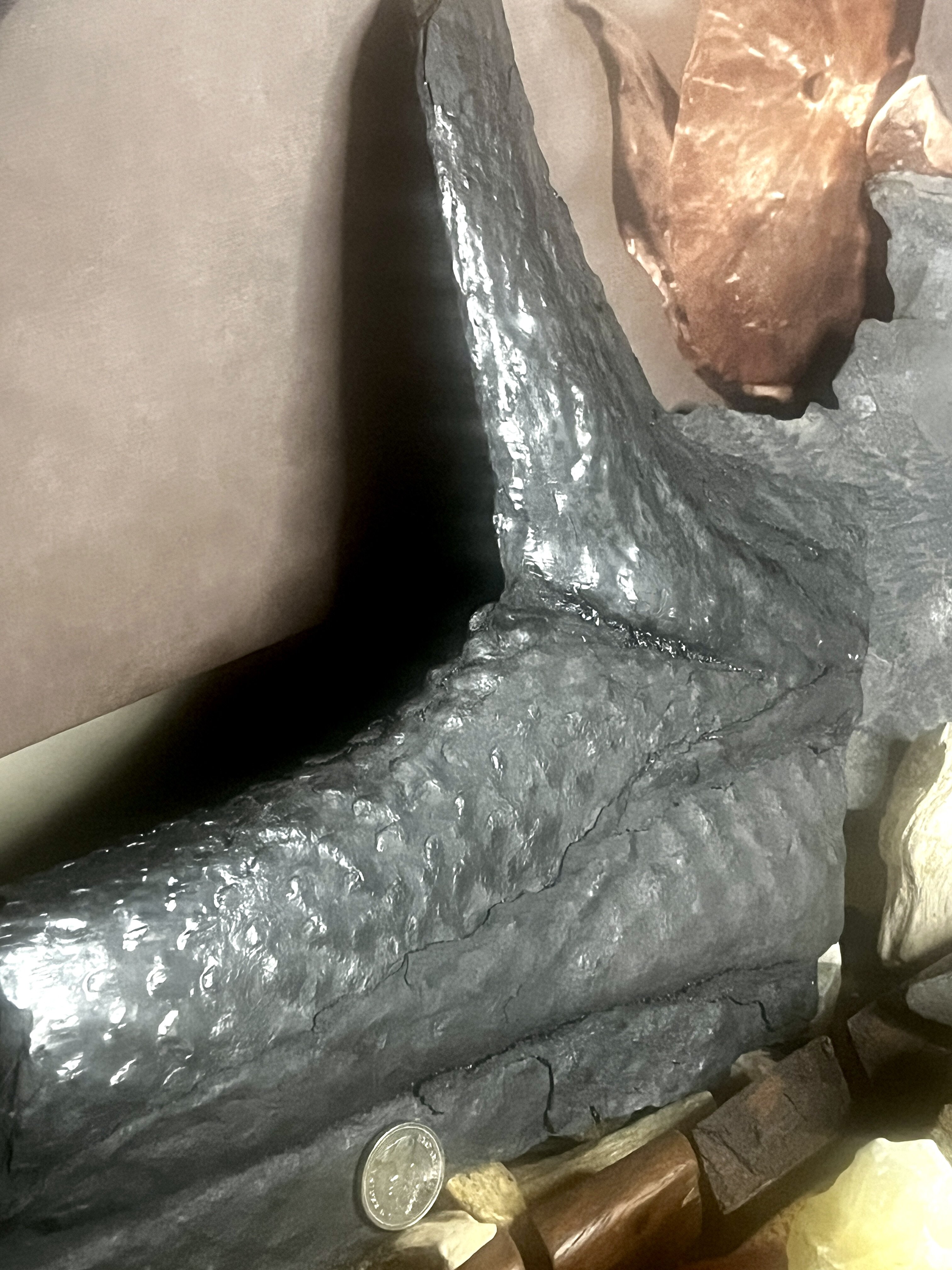 Stigmaria Coal Cast - Fossil Hunting Trips - The Fossil Forum