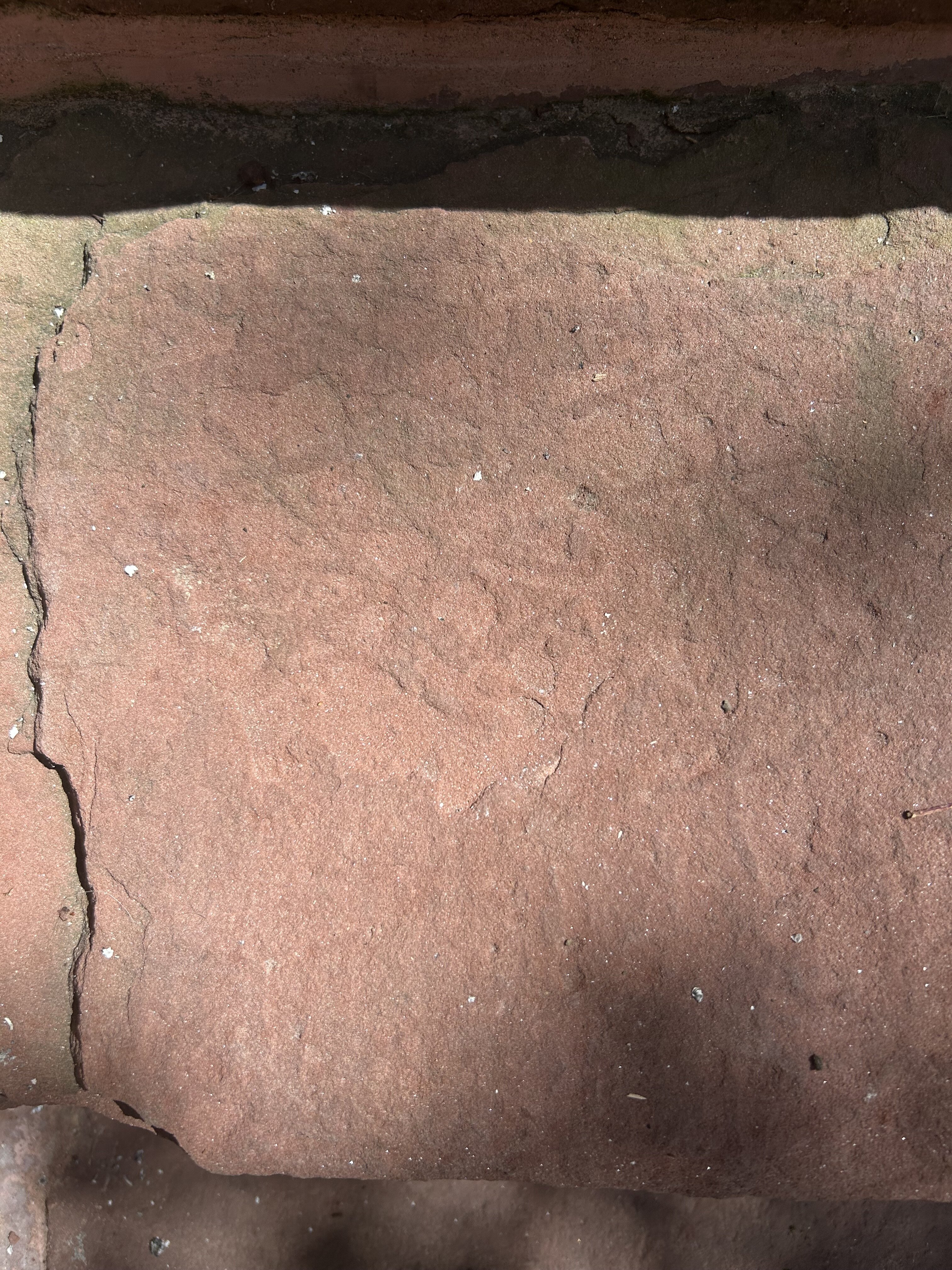 Ichnofossils? - Fossil ID - The Fossil Forum