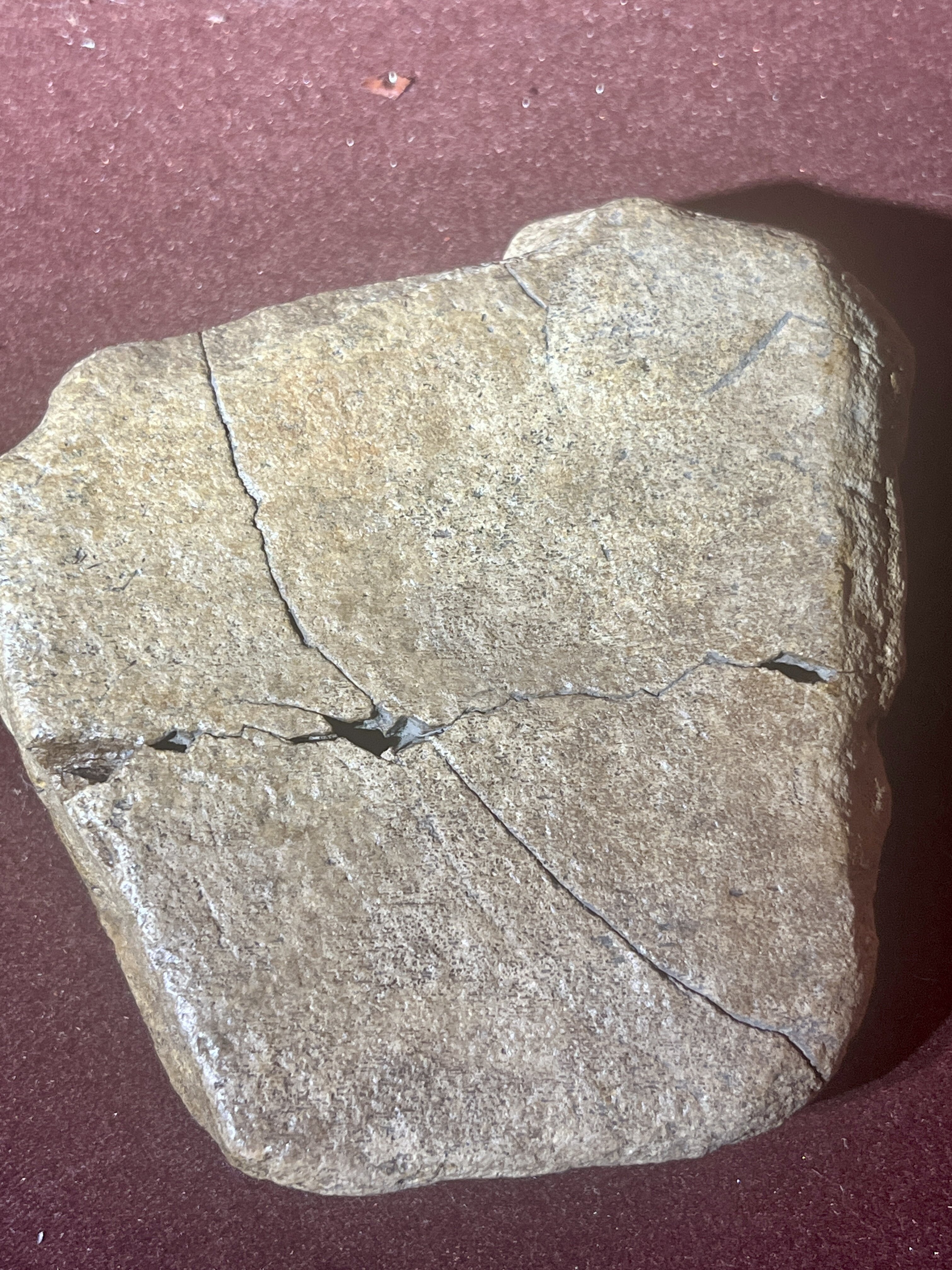 66Mya Armor from Lance Formation, Wy - Member Collections - The Fossil ...