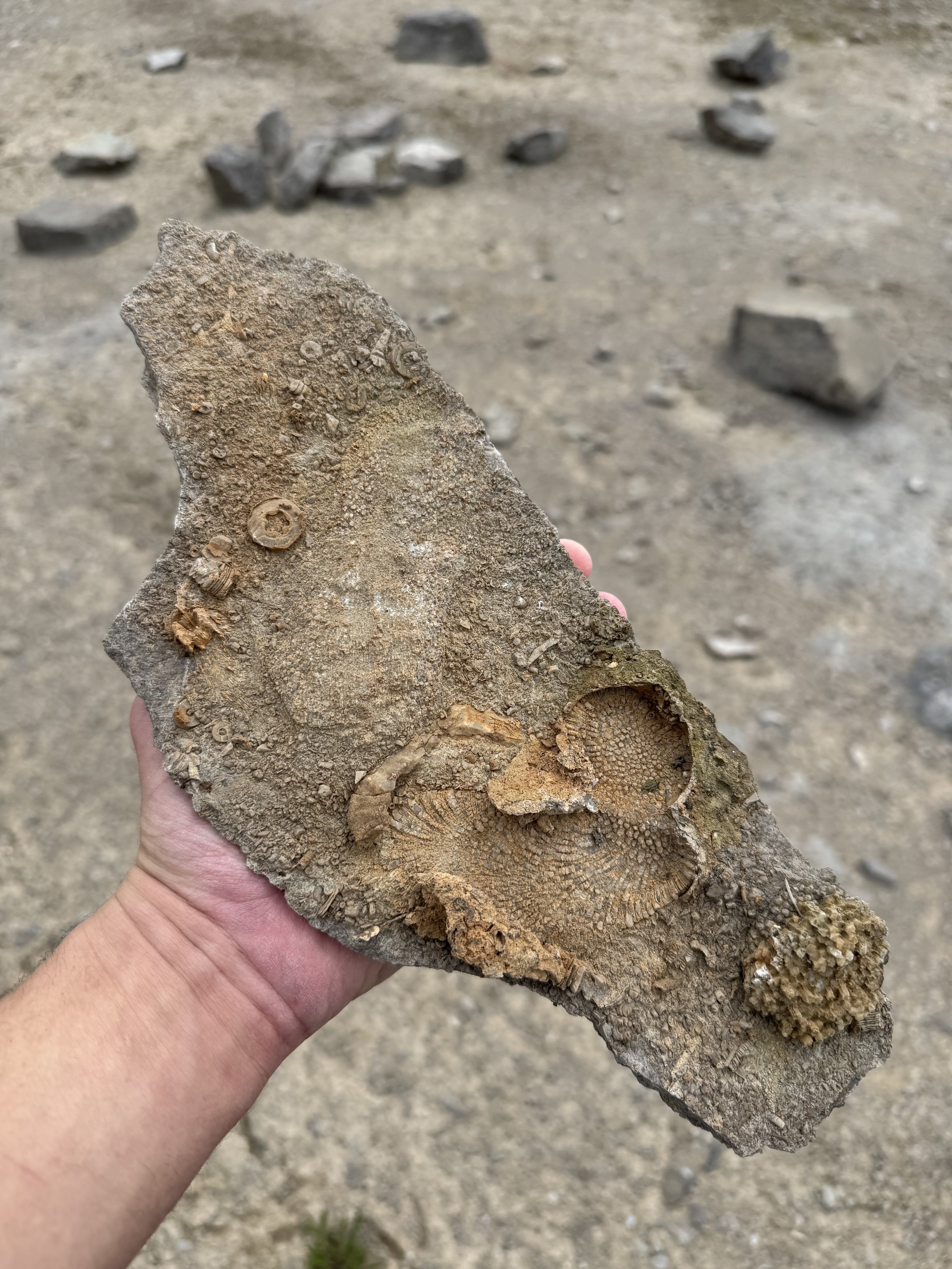 Devonian placoderm fish bone - Fossil ID - The Fossil Forum
