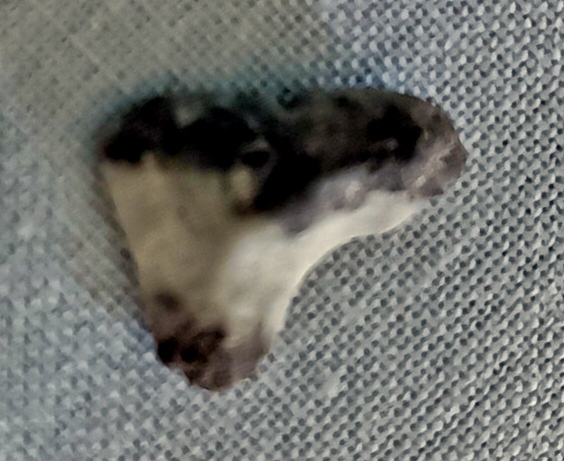 Shark Tooth? - Fossil ID - The Fossil Forum