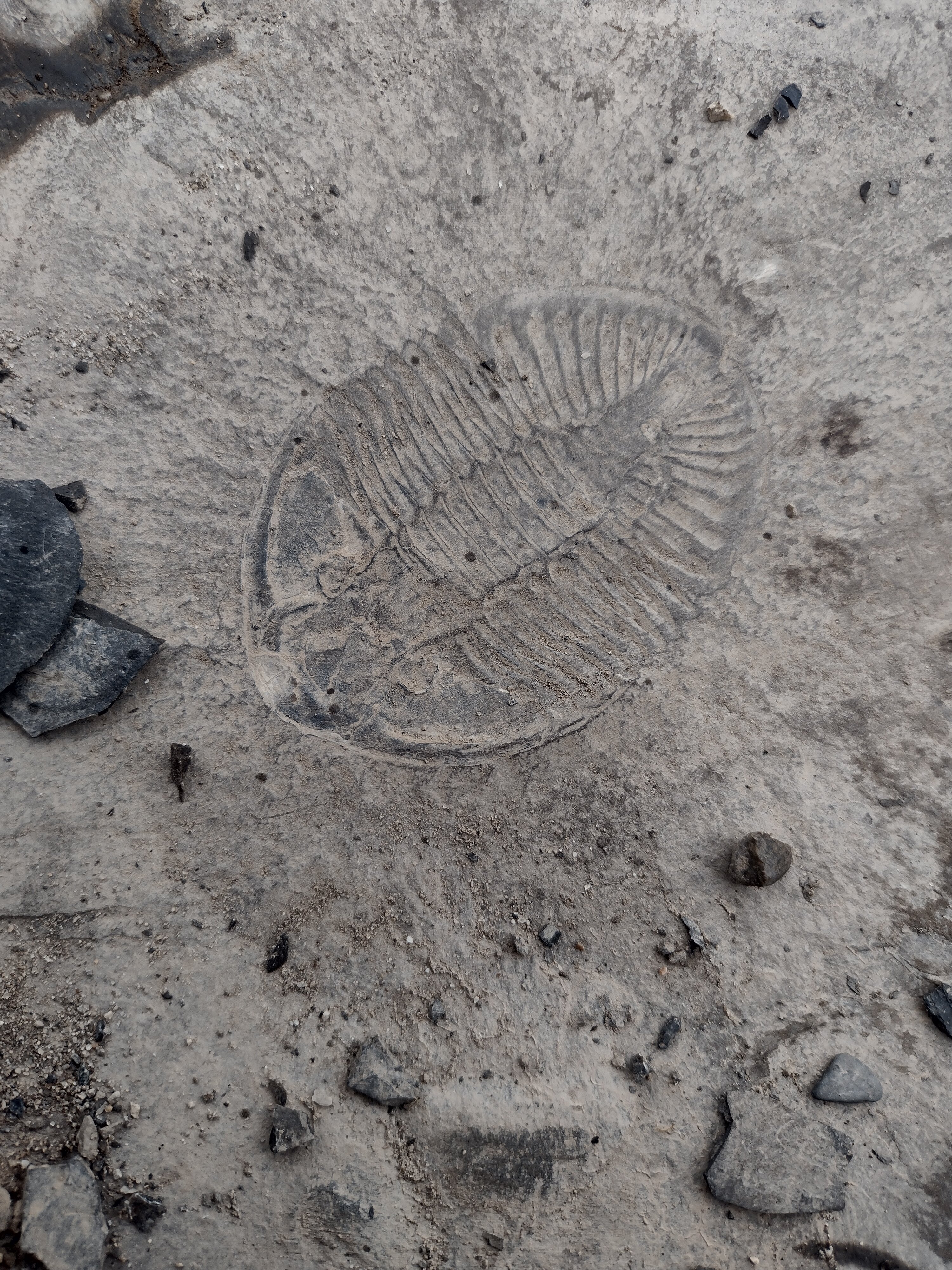 Found in Ottawa Ontario - Fossil ID - The Fossil Forum