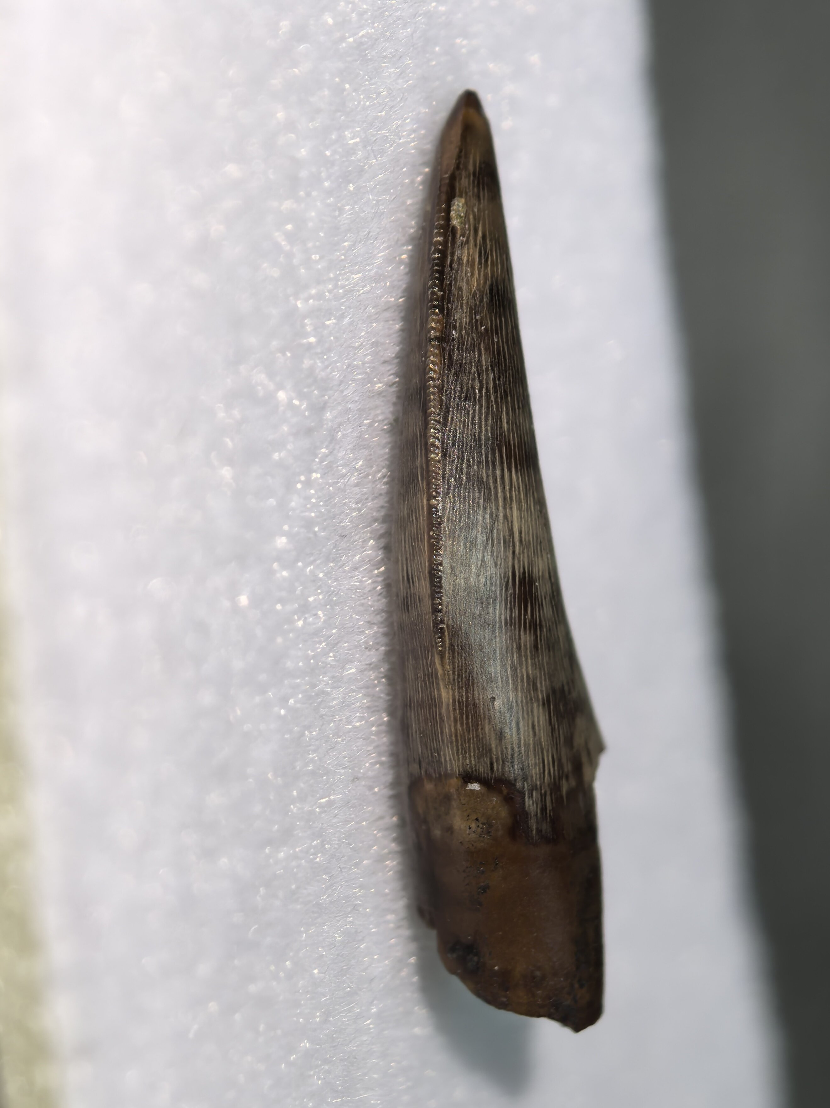 Help Identifying a Mysterious Tooth from Utah - Fossil ID - The Fossil ...