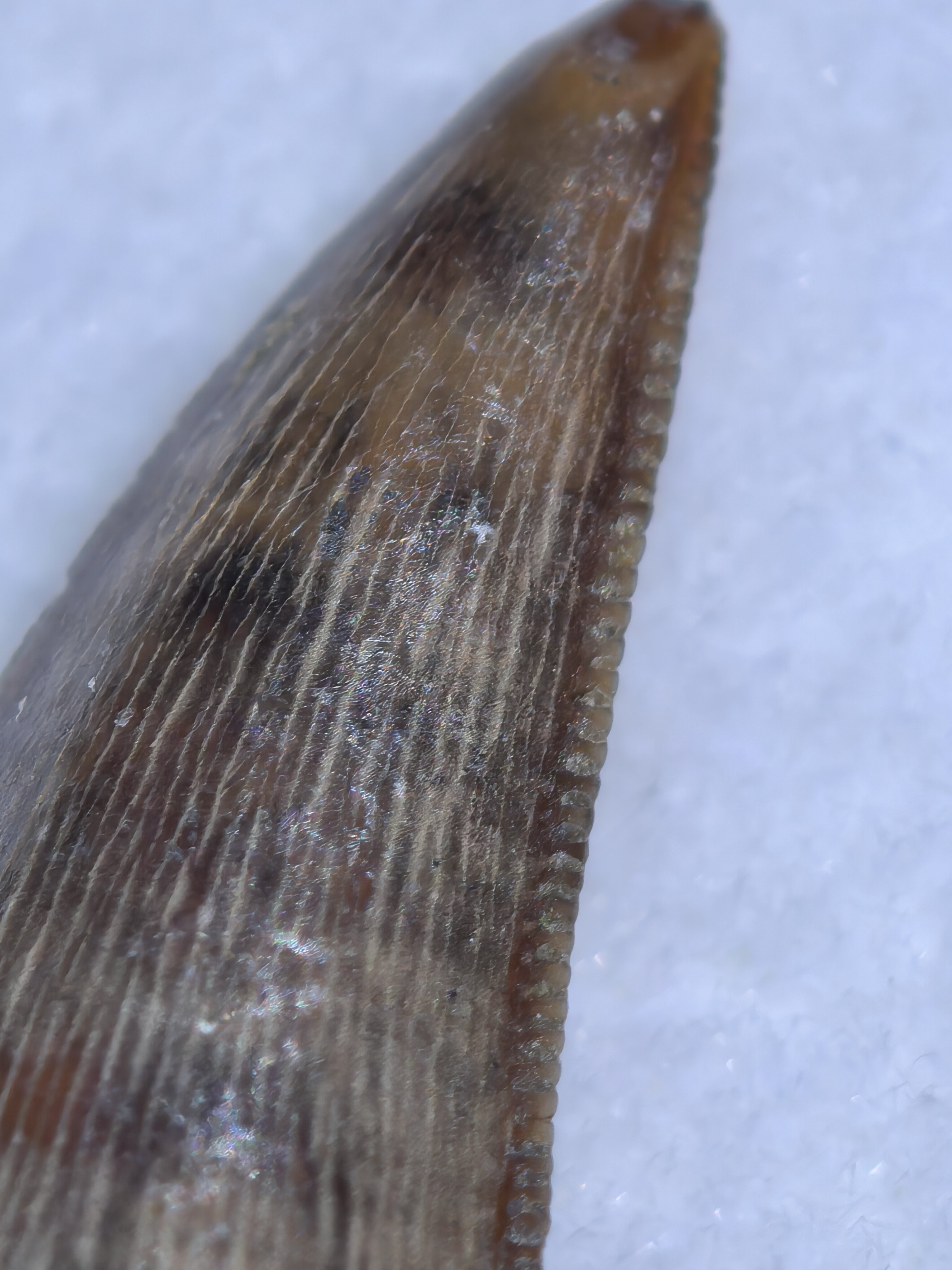 Help Identifying a Mysterious Tooth from Utah - Fossil ID - The Fossil ...