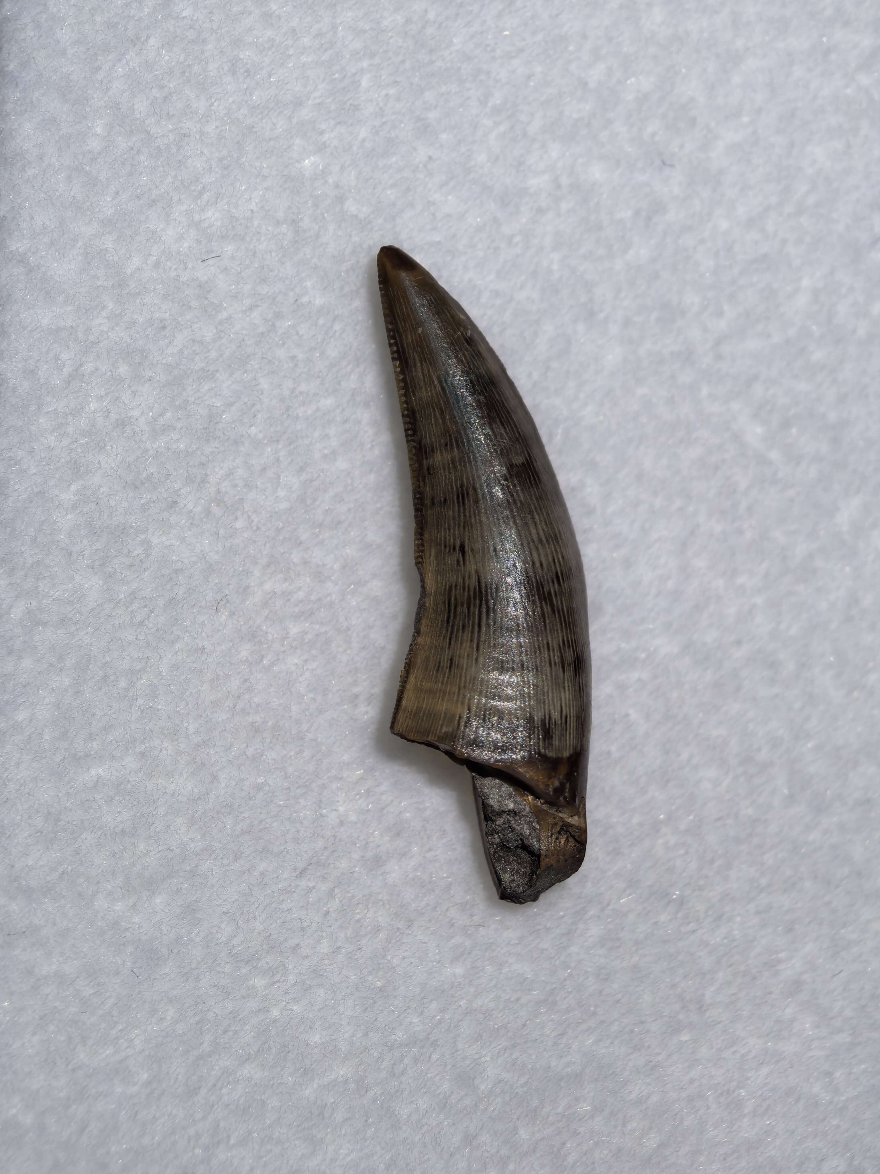 Help Identifying a Mysterious Tooth from Utah - Fossil ID - The Fossil ...