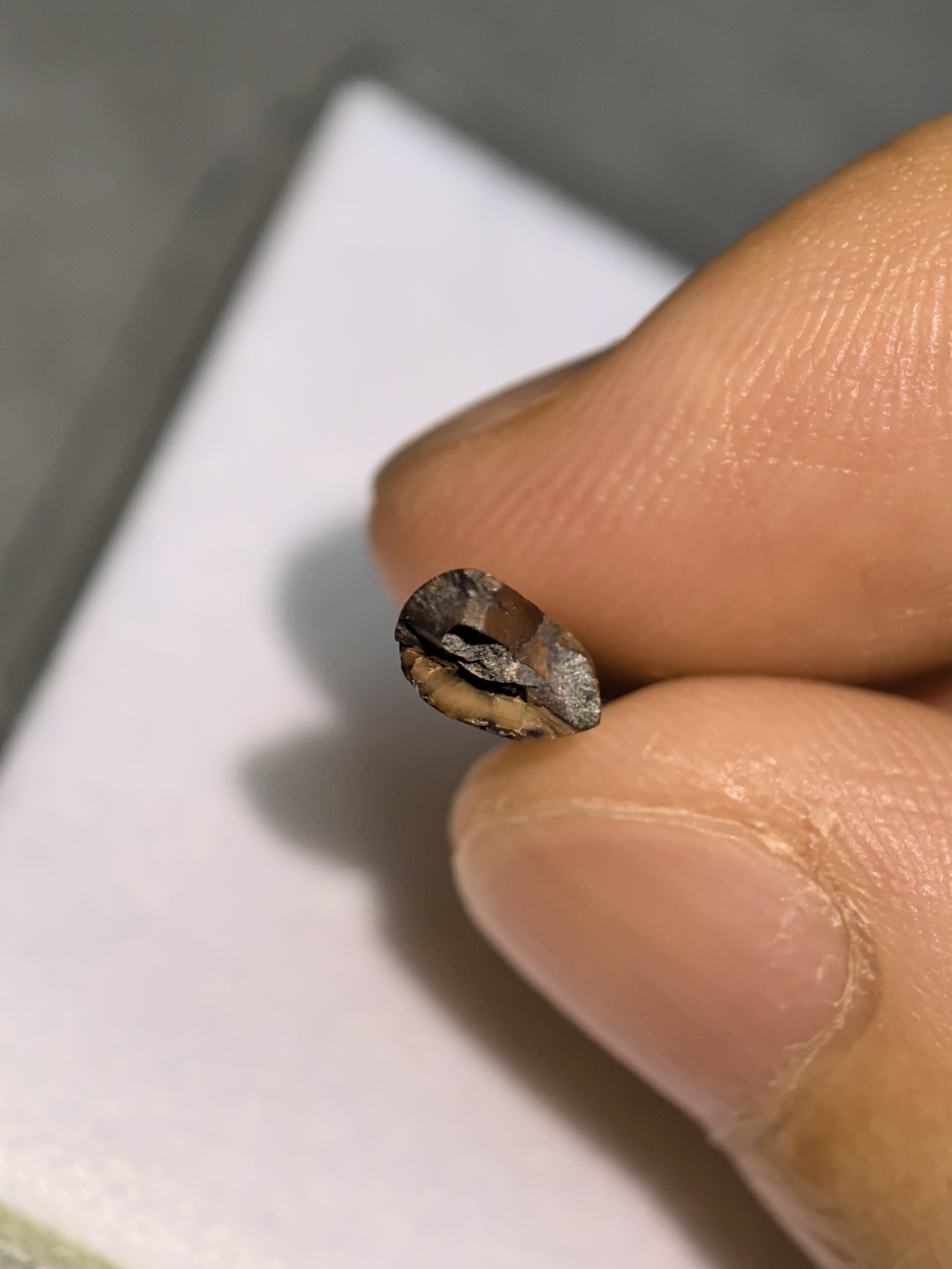 Help Identifying a Mysterious Tooth from Utah - Fossil ID - The Fossil ...