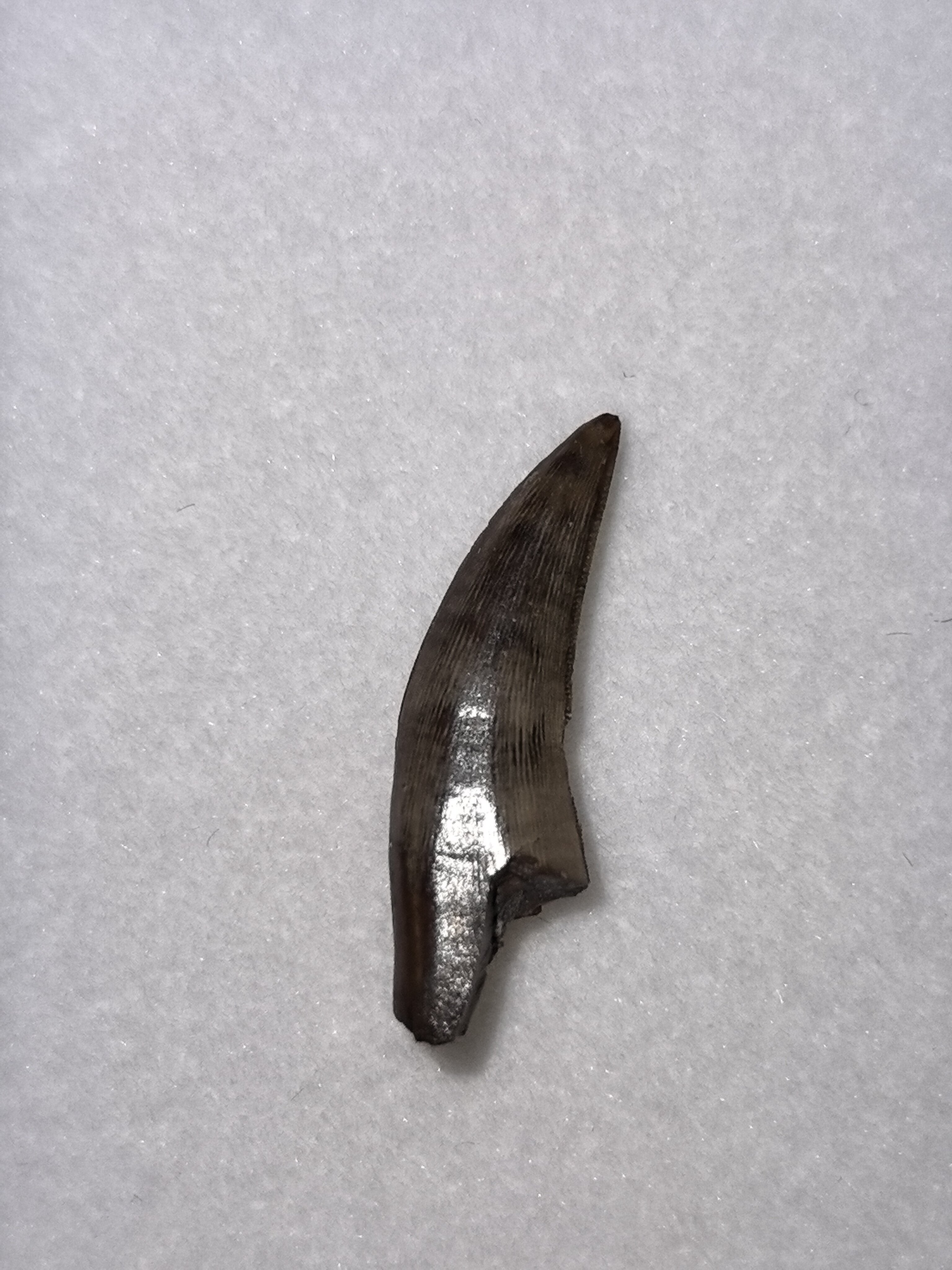 Help Identifying a Mysterious Tooth from Utah - Fossil ID - The Fossil ...