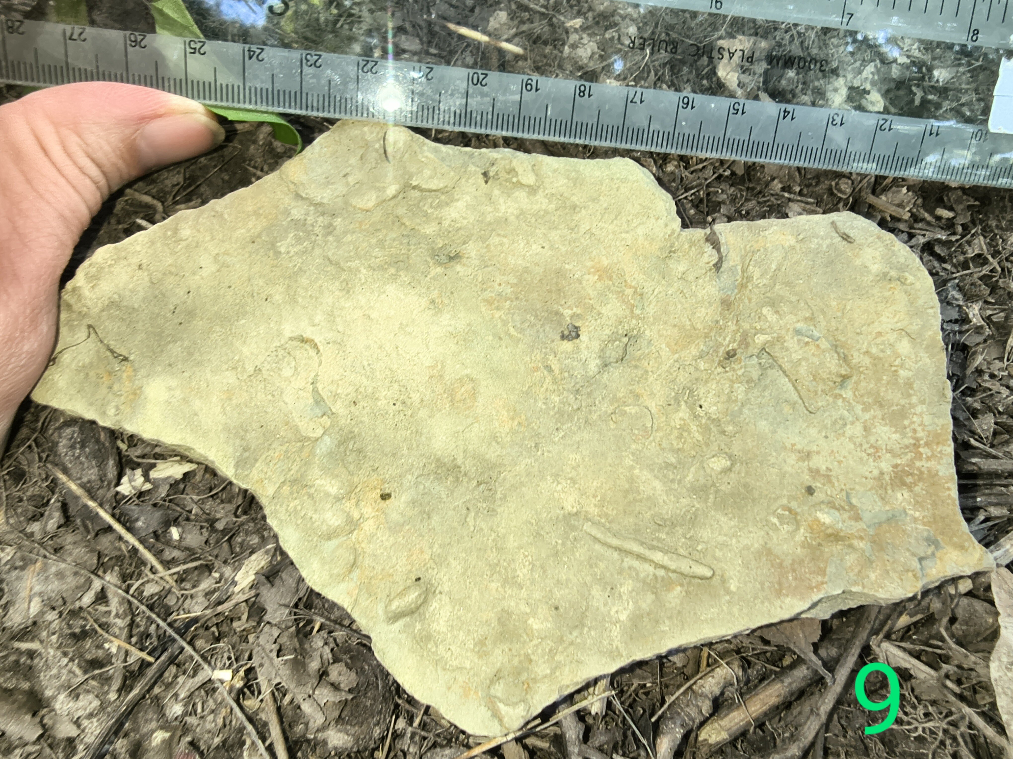 Are all these ichnofossils? - Fossil ID - The Fossil Forum