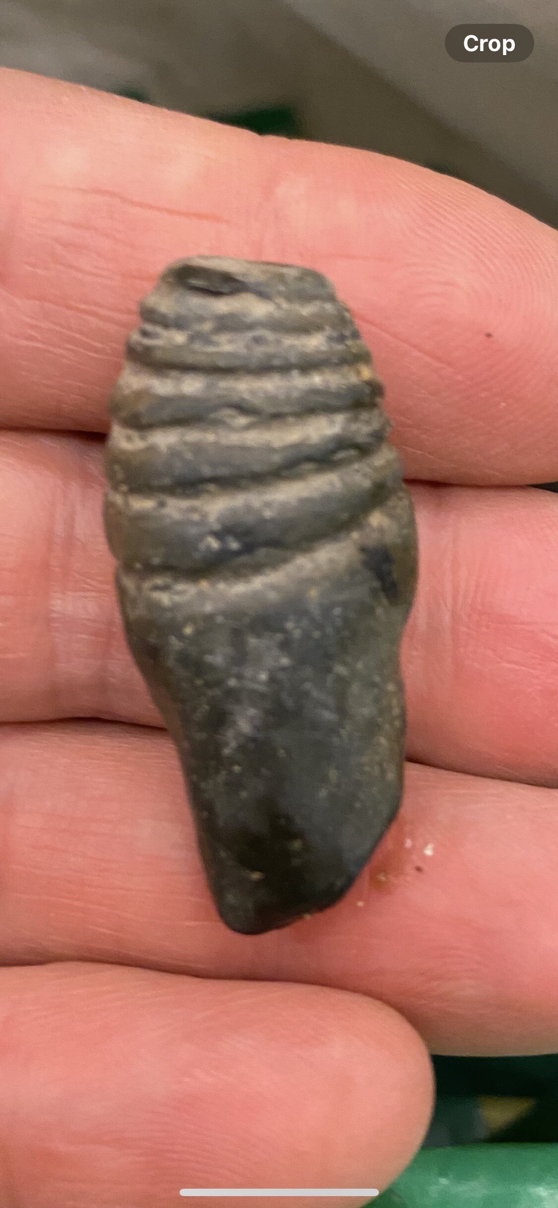 Potential marine fossil picked up in Thames. - Fossil ID - The Fossil Forum
