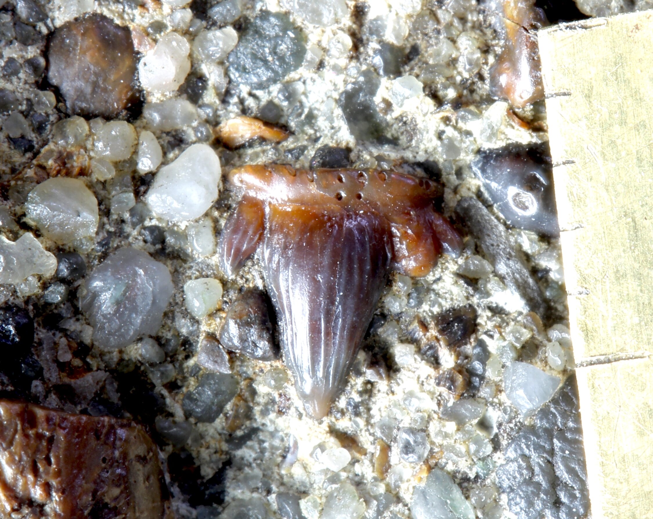 Bone Eating Worms Date Back to the Cretaceous - Fossil News - The ...