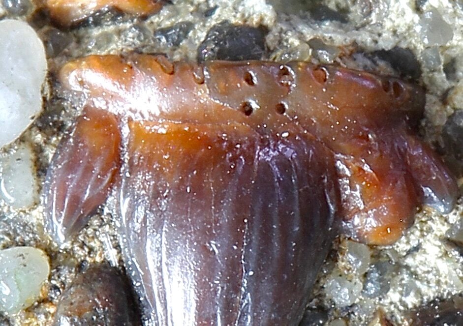 Bone Eating Worms Date Back to the Cretaceous - Fossil News - The ...