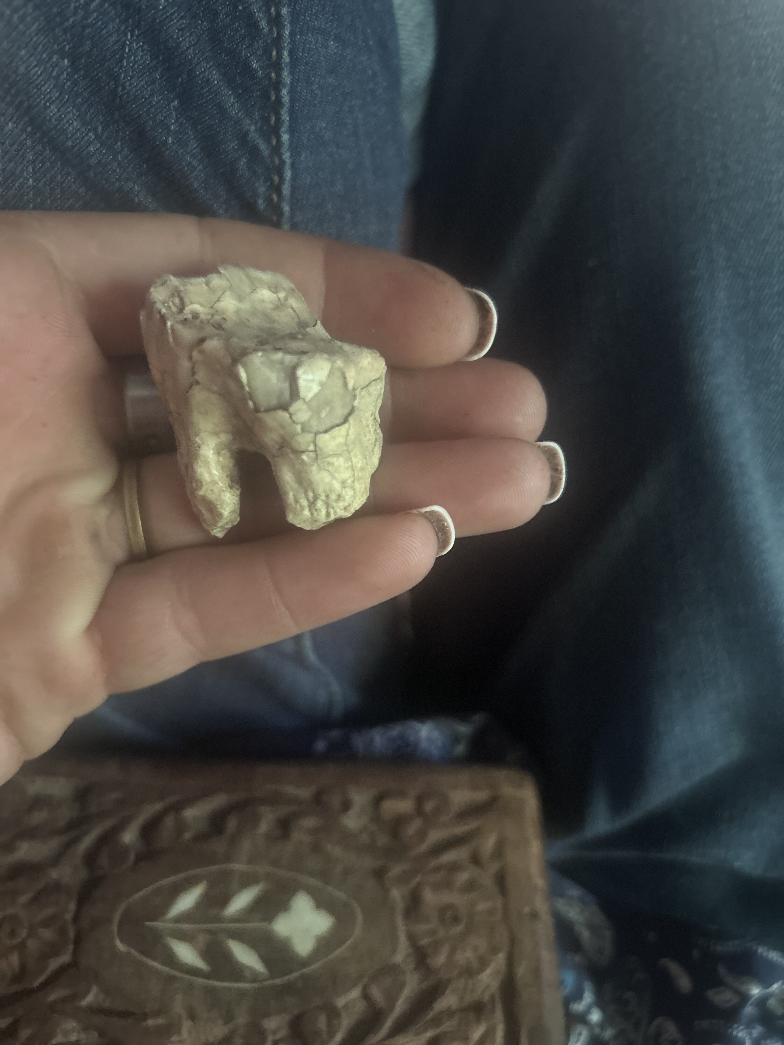 Need help identifying fossilized molar tooth - Fossil ID - The Fossil Forum