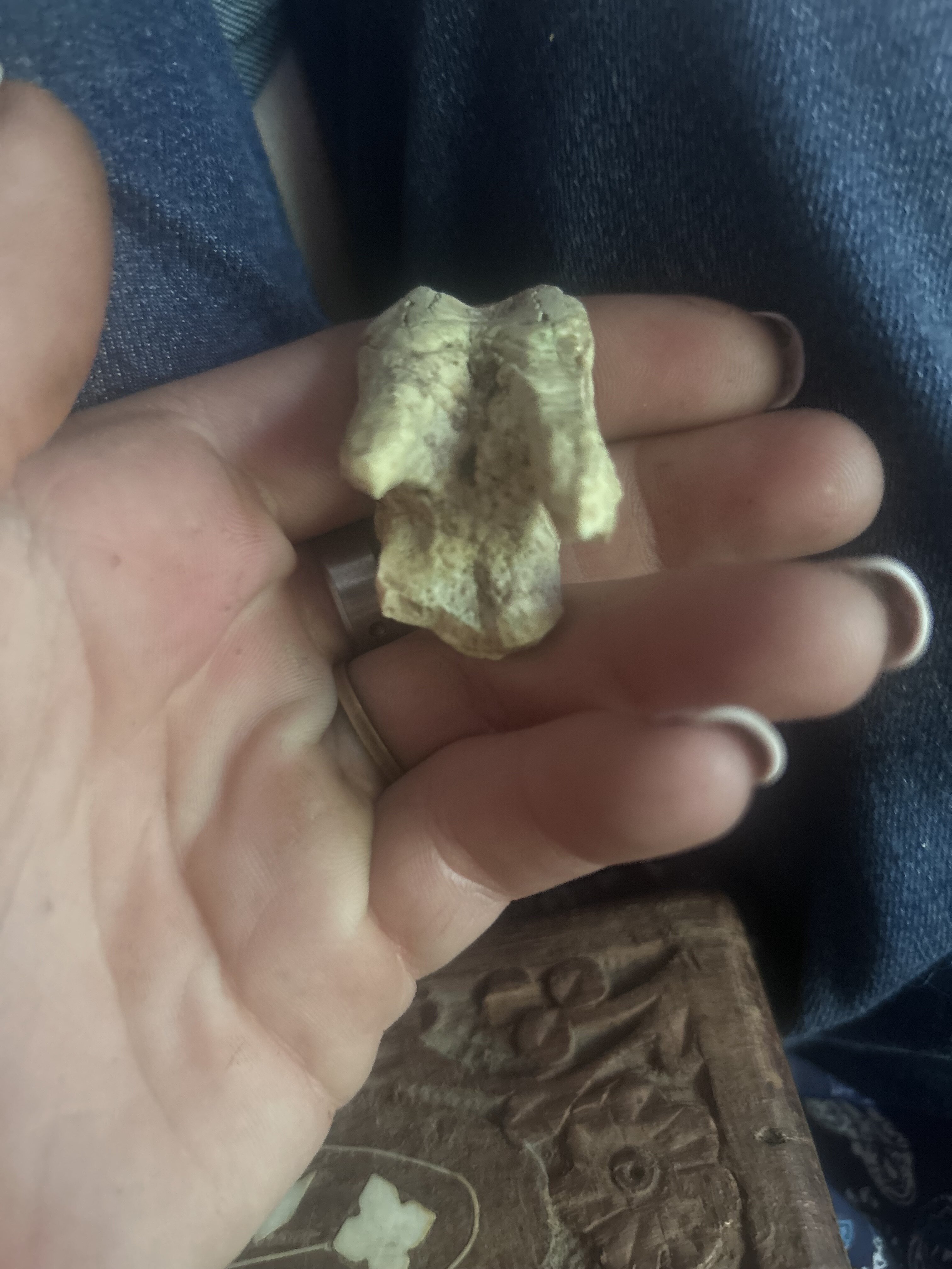 Need help identifying fossilized molar tooth - Fossil ID - The Fossil Forum