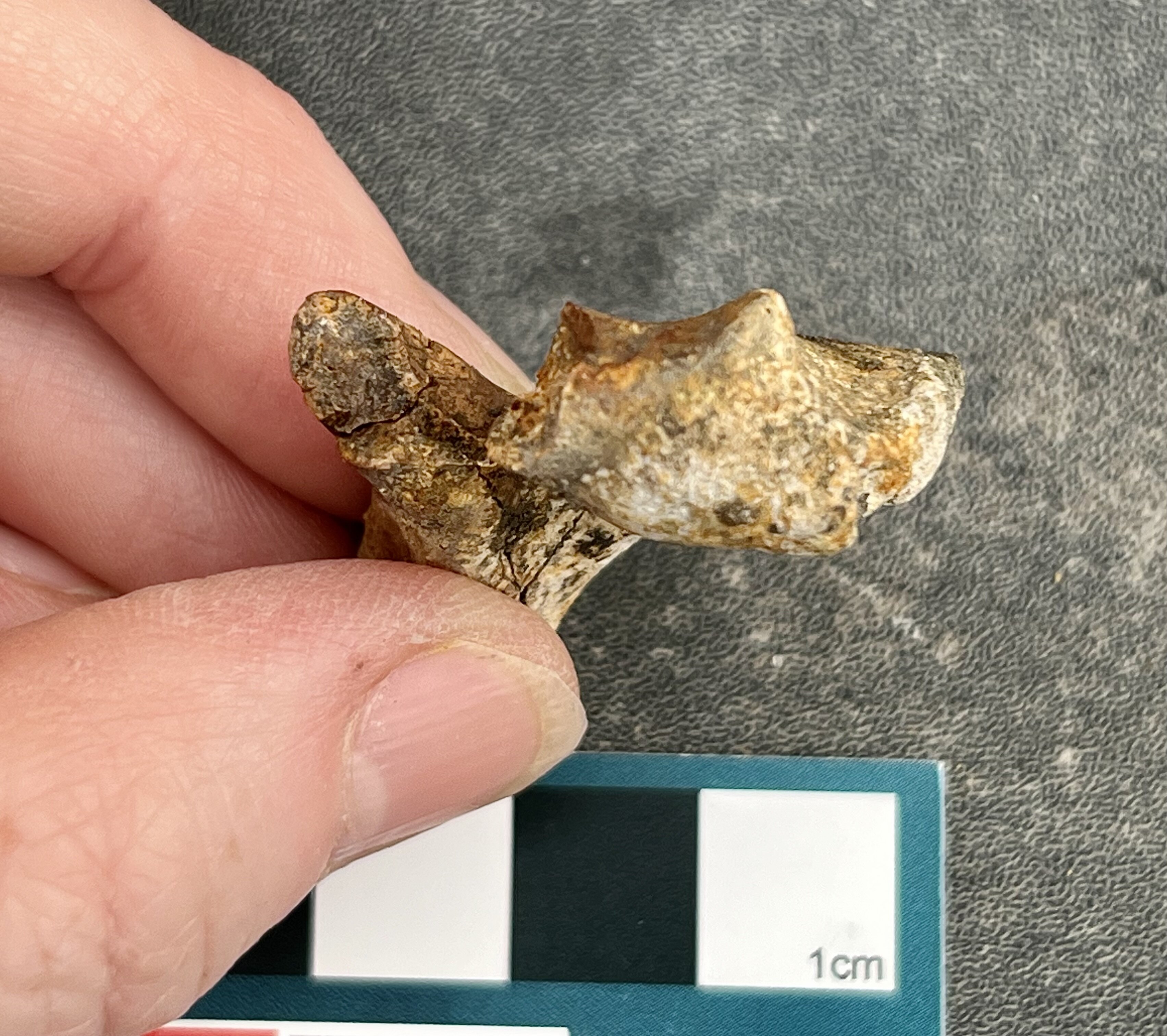 Turtle bone and shell? - Fossil ID - The Fossil Forum