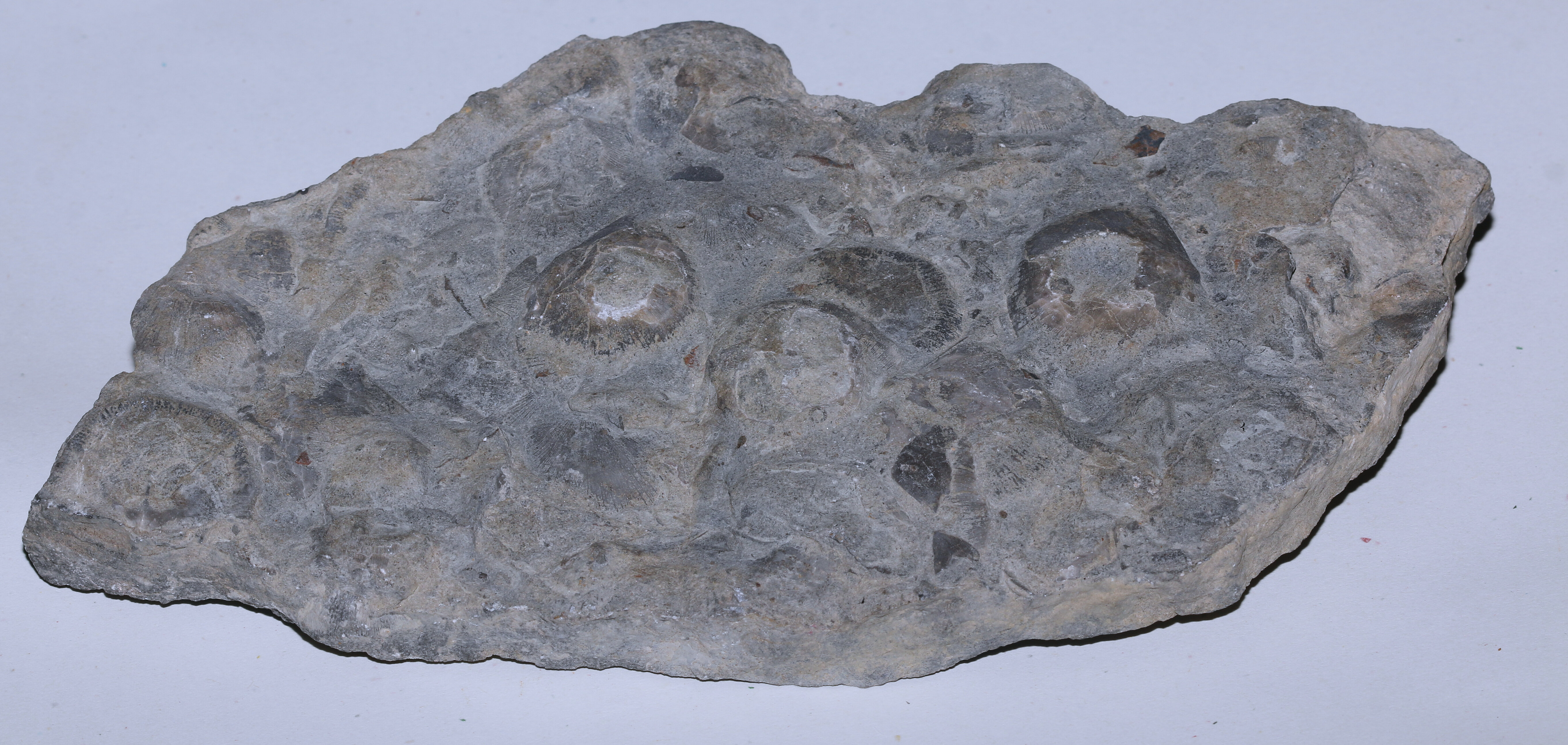 Round fossils - Fossil ID - The Fossil Forum
