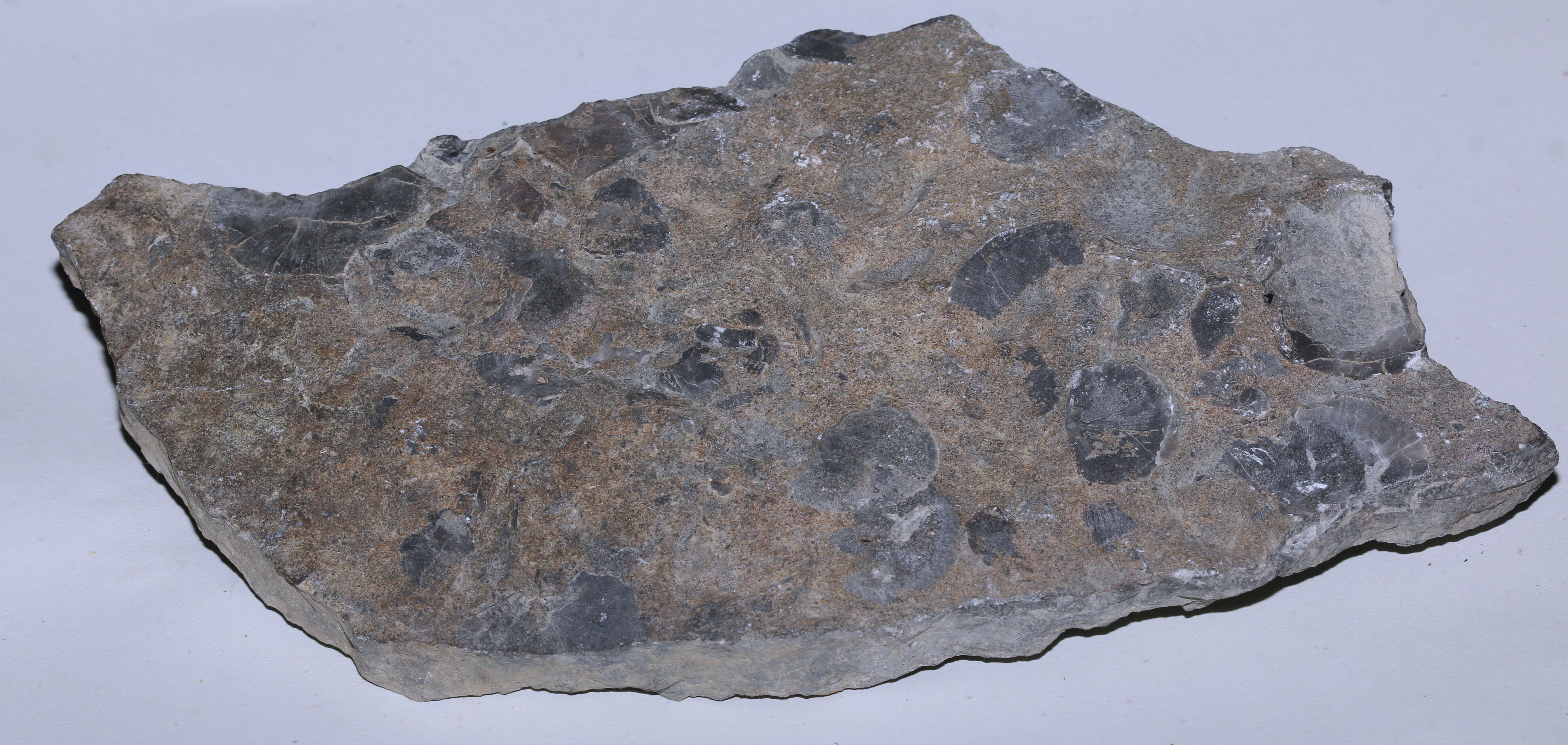Round fossils - Fossil ID - The Fossil Forum