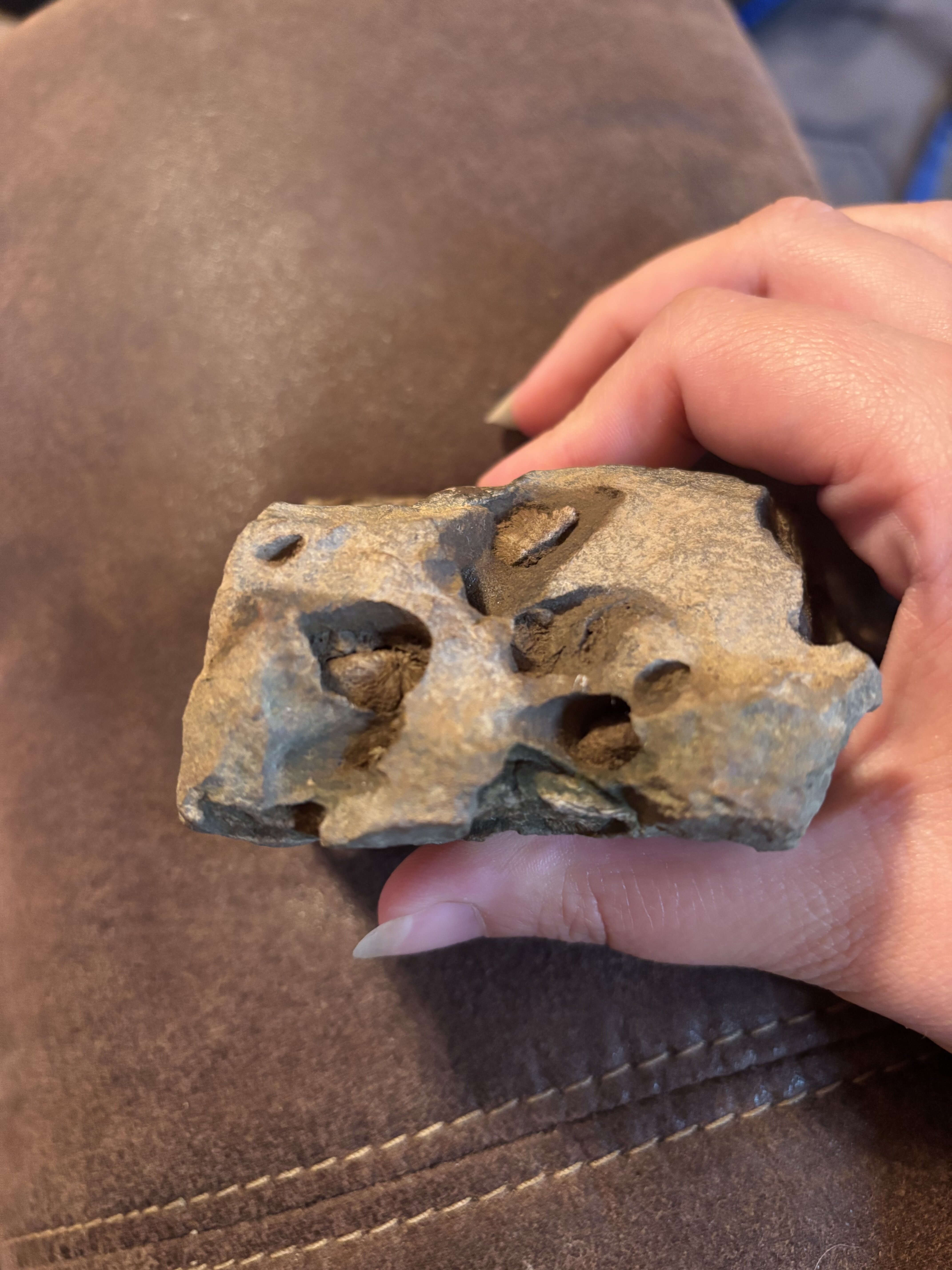 The Channels, Virginia - Fossil ID - The Fossil Forum