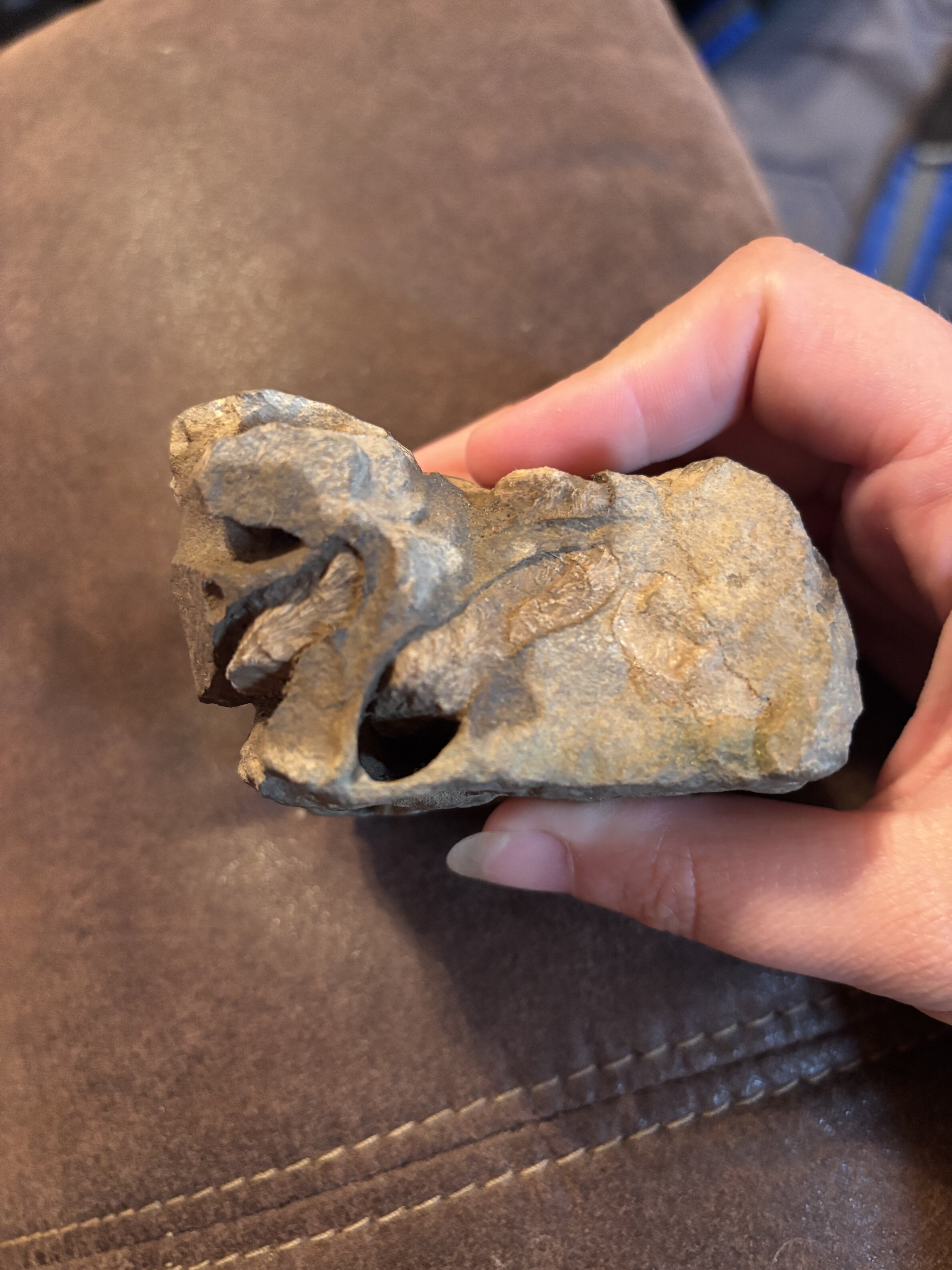 The Channels, Virginia - Fossil ID - The Fossil Forum