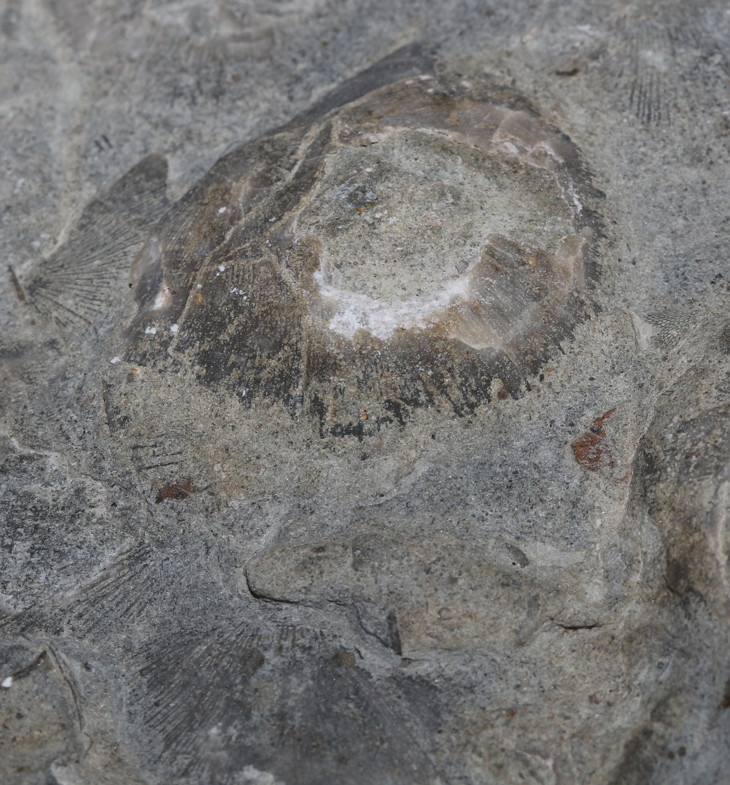 Round fossils - Fossil ID - The Fossil Forum