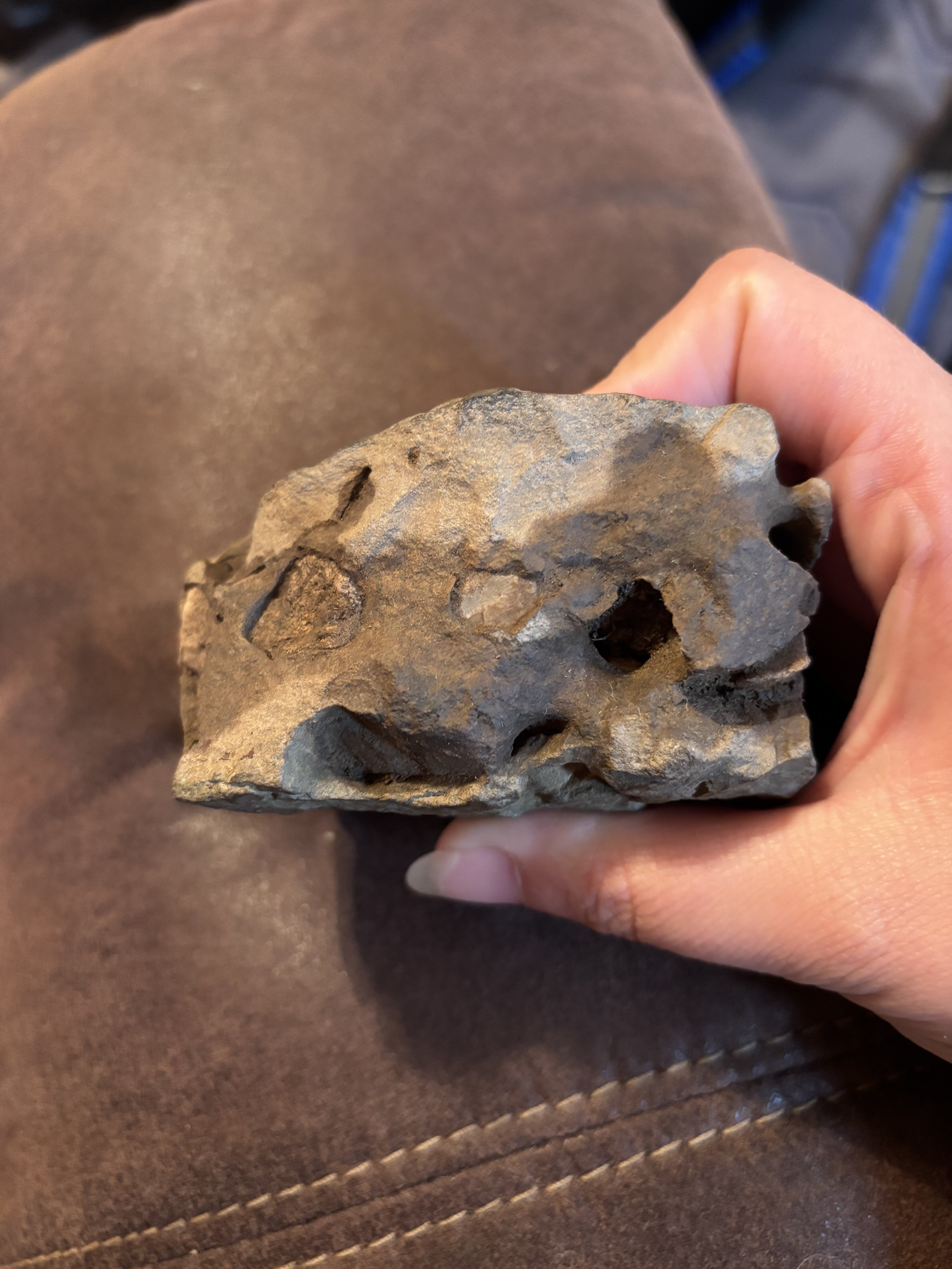 The Channels, Virginia - Fossil ID - The Fossil Forum