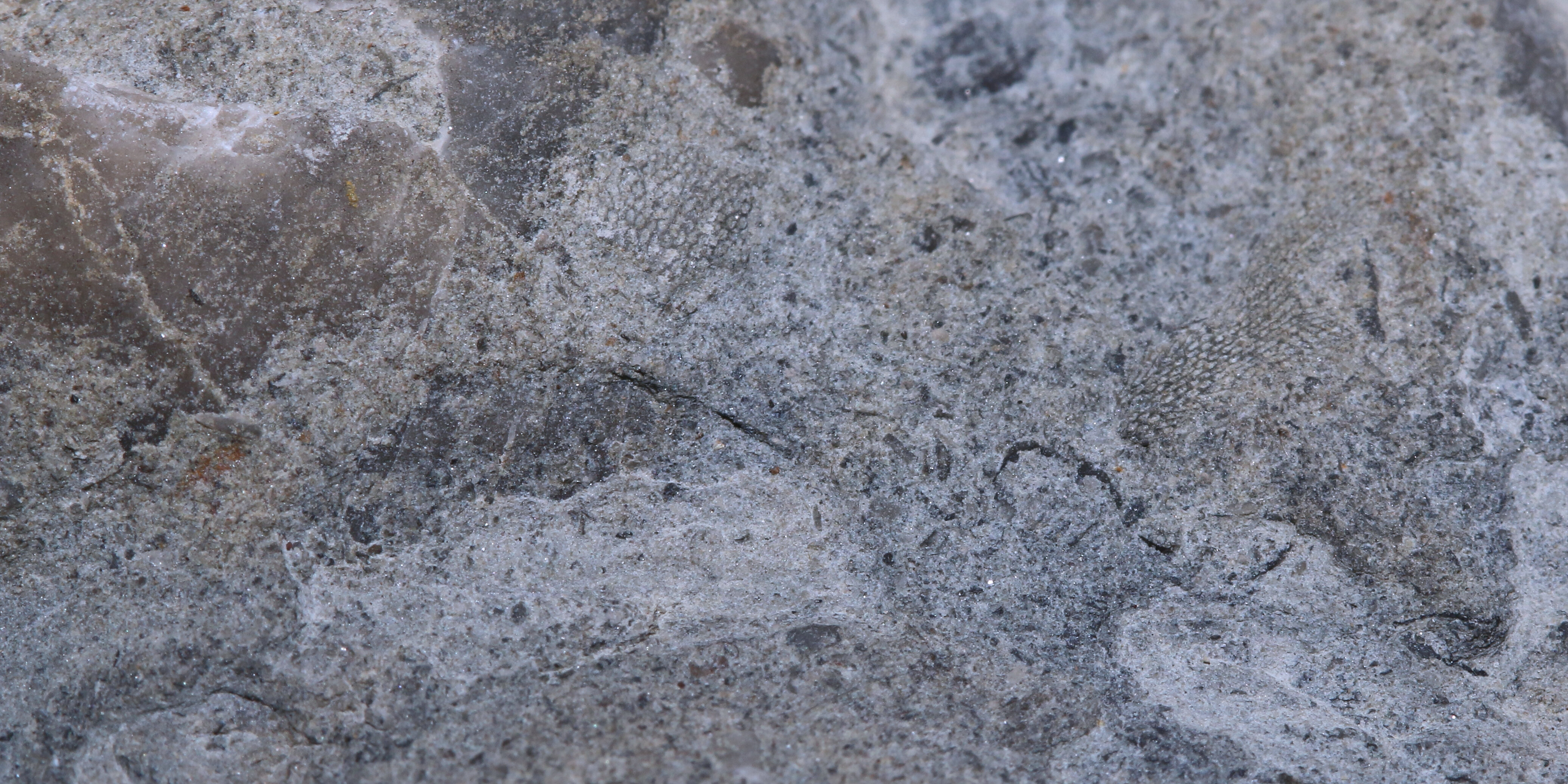Round fossils - Fossil ID - The Fossil Forum