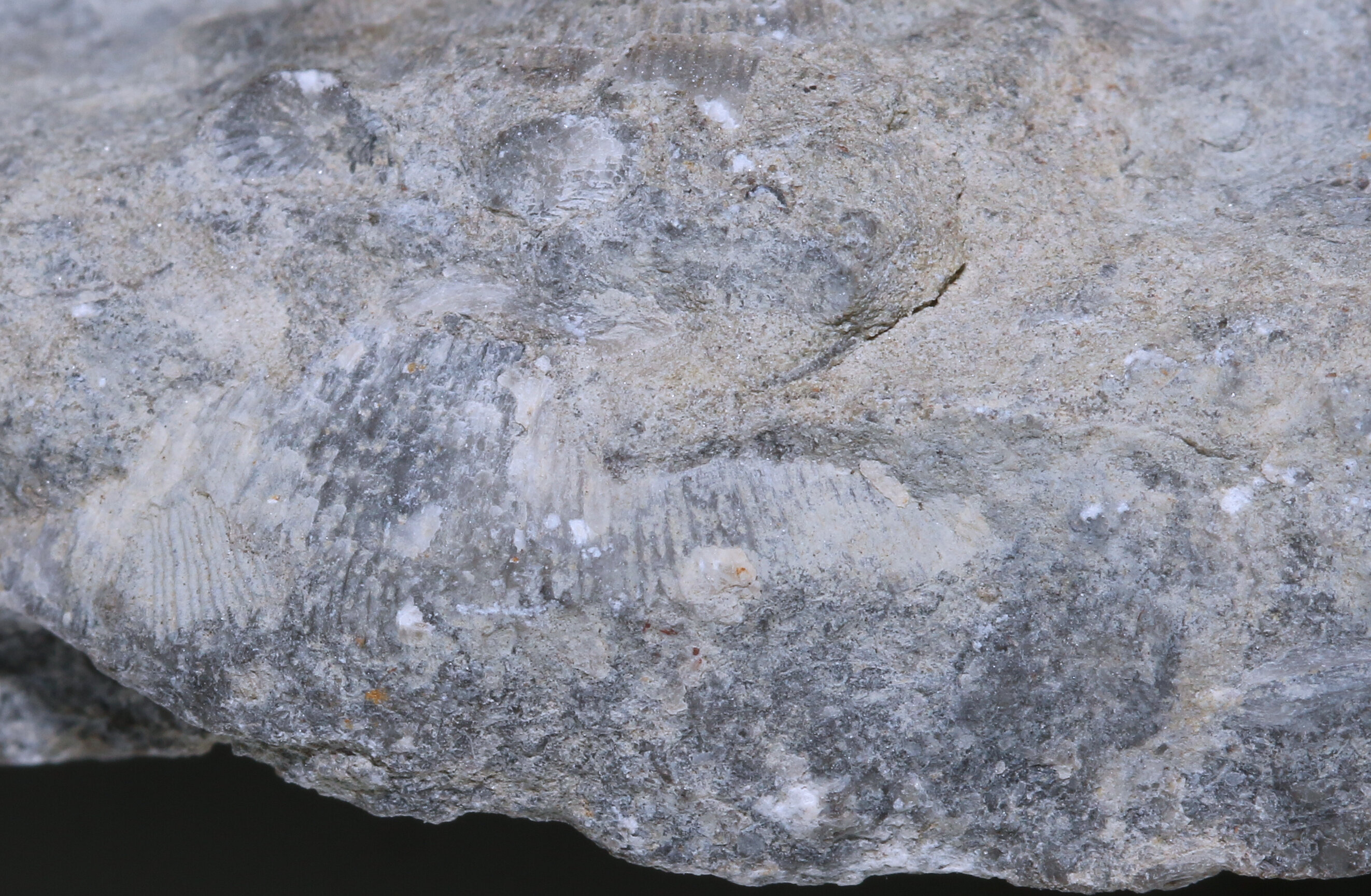 Round fossils - Fossil ID - The Fossil Forum