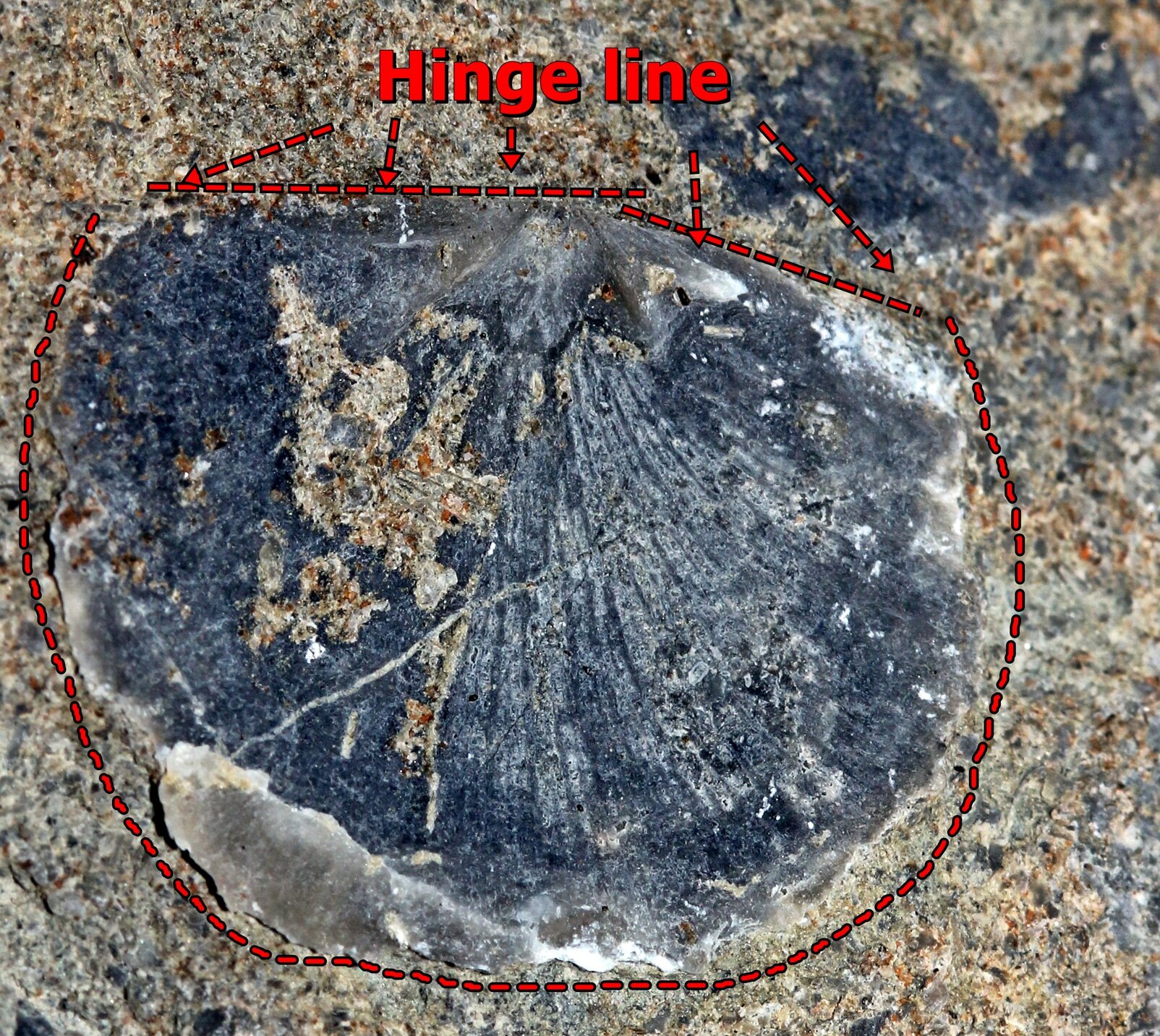Round fossils - Fossil ID - The Fossil Forum
