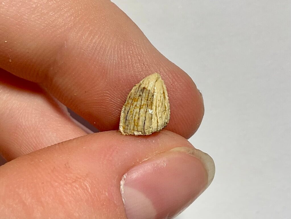 Whats the smallest Rex tooth in someones collection ? - Questions ...