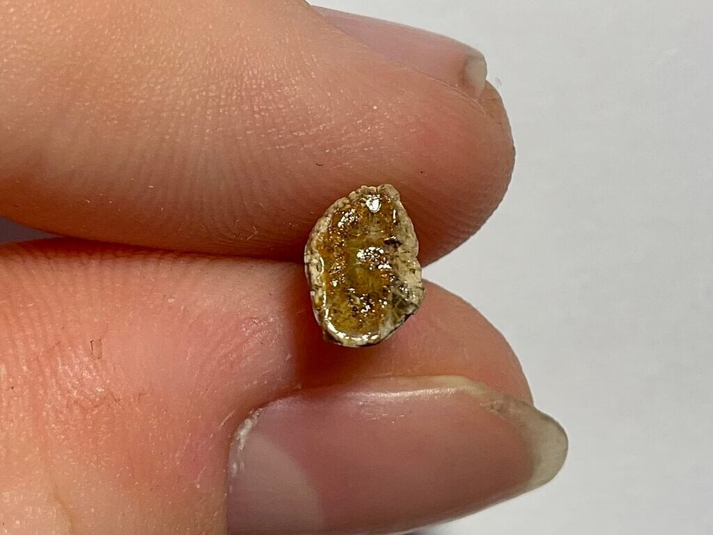 Whats the smallest Rex tooth in someones collection ? - Questions ...