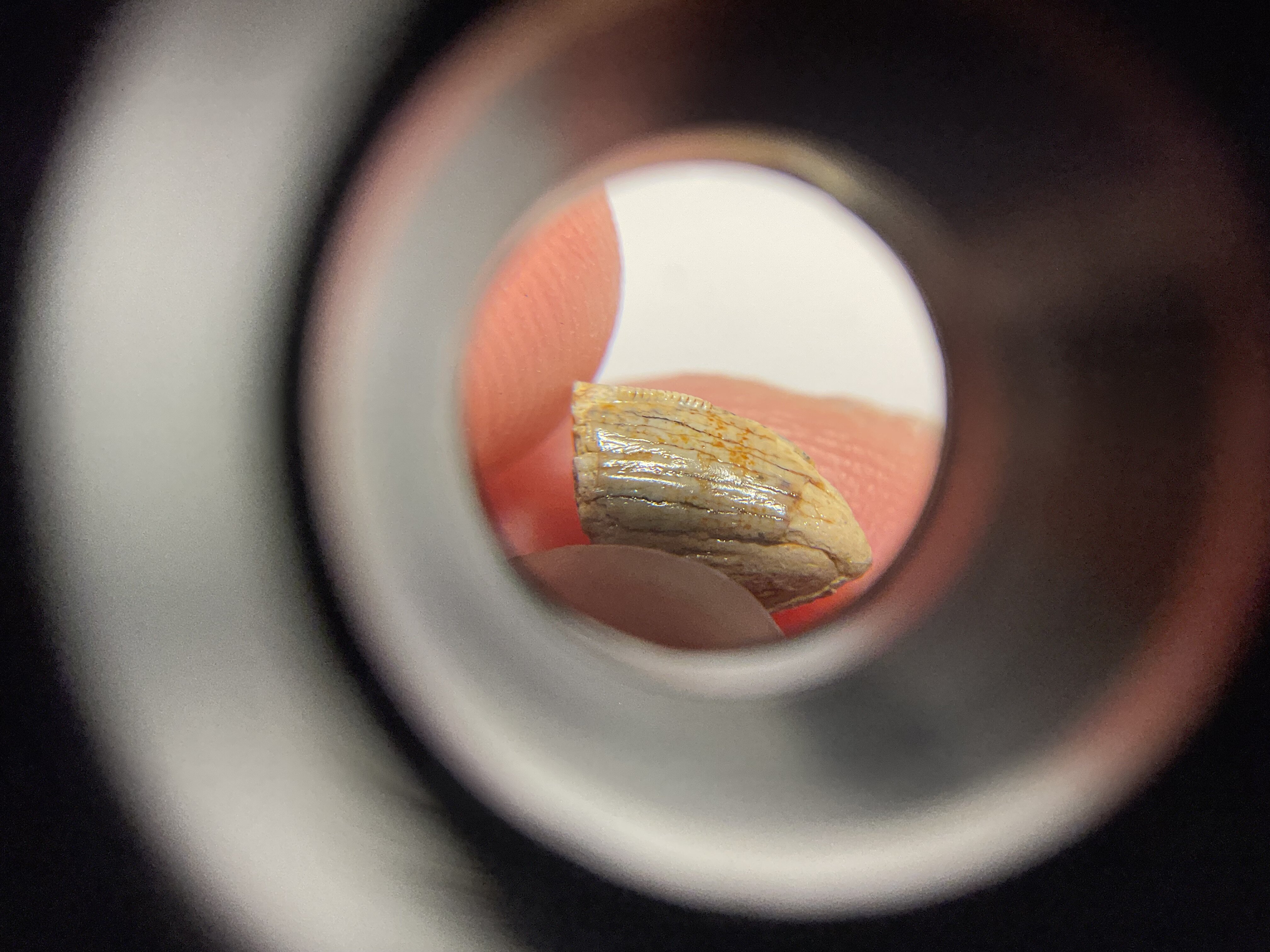 Whats the smallest Rex tooth in someones collection ? - Questions ...