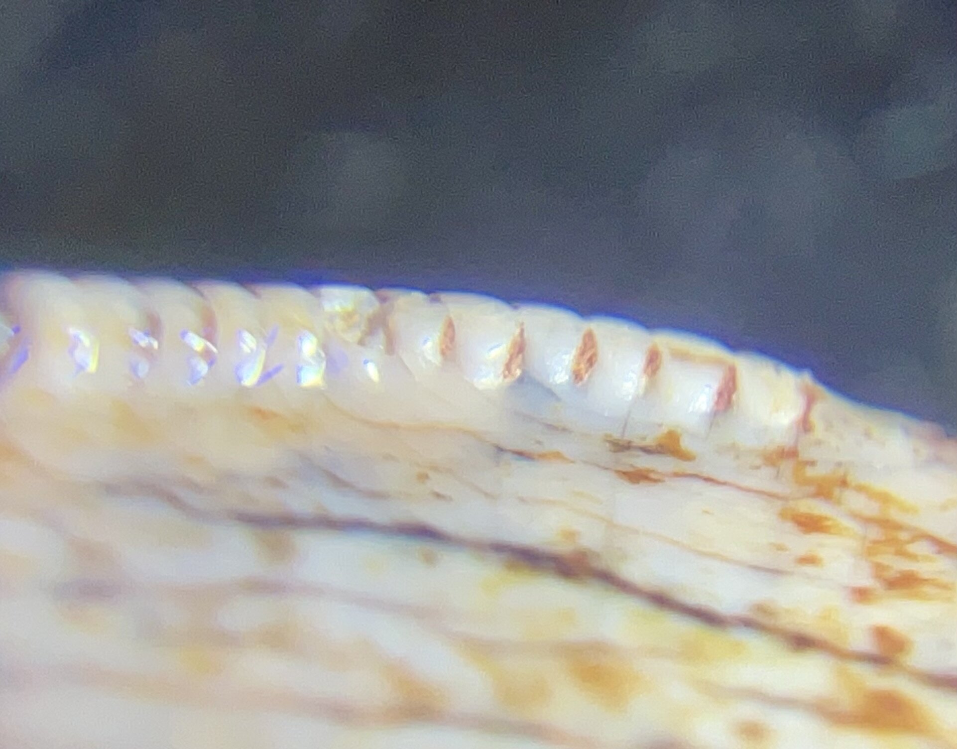 Whats the smallest Rex tooth in someones collection ? - Questions ...