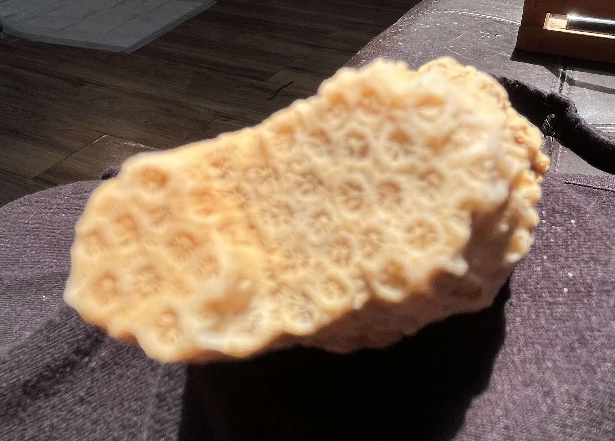 Coral fossil? - Fossil ID - The Fossil Forum