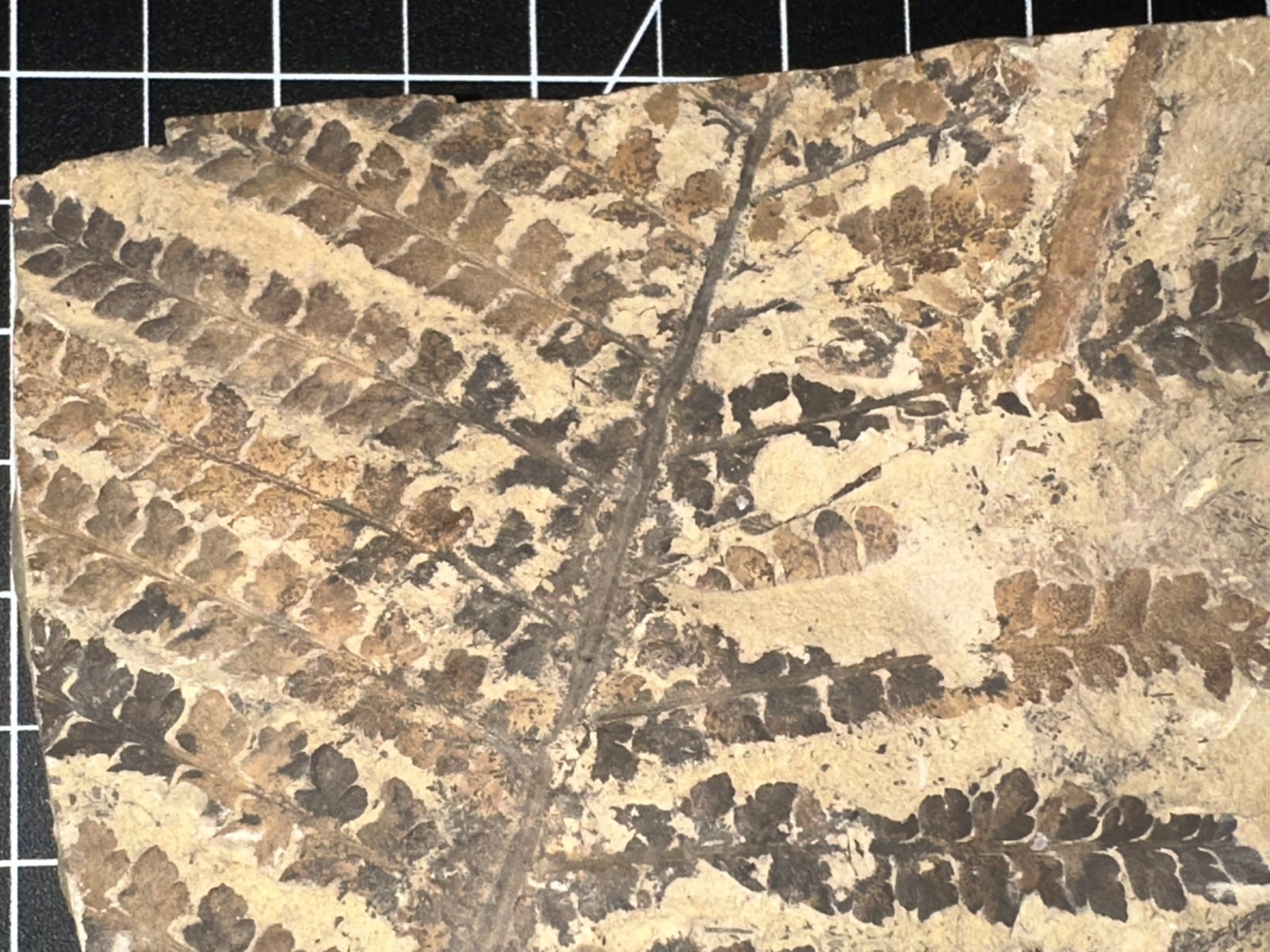 Morrison Formation Fern Fossil - Fossil ID - The Fossil Forum