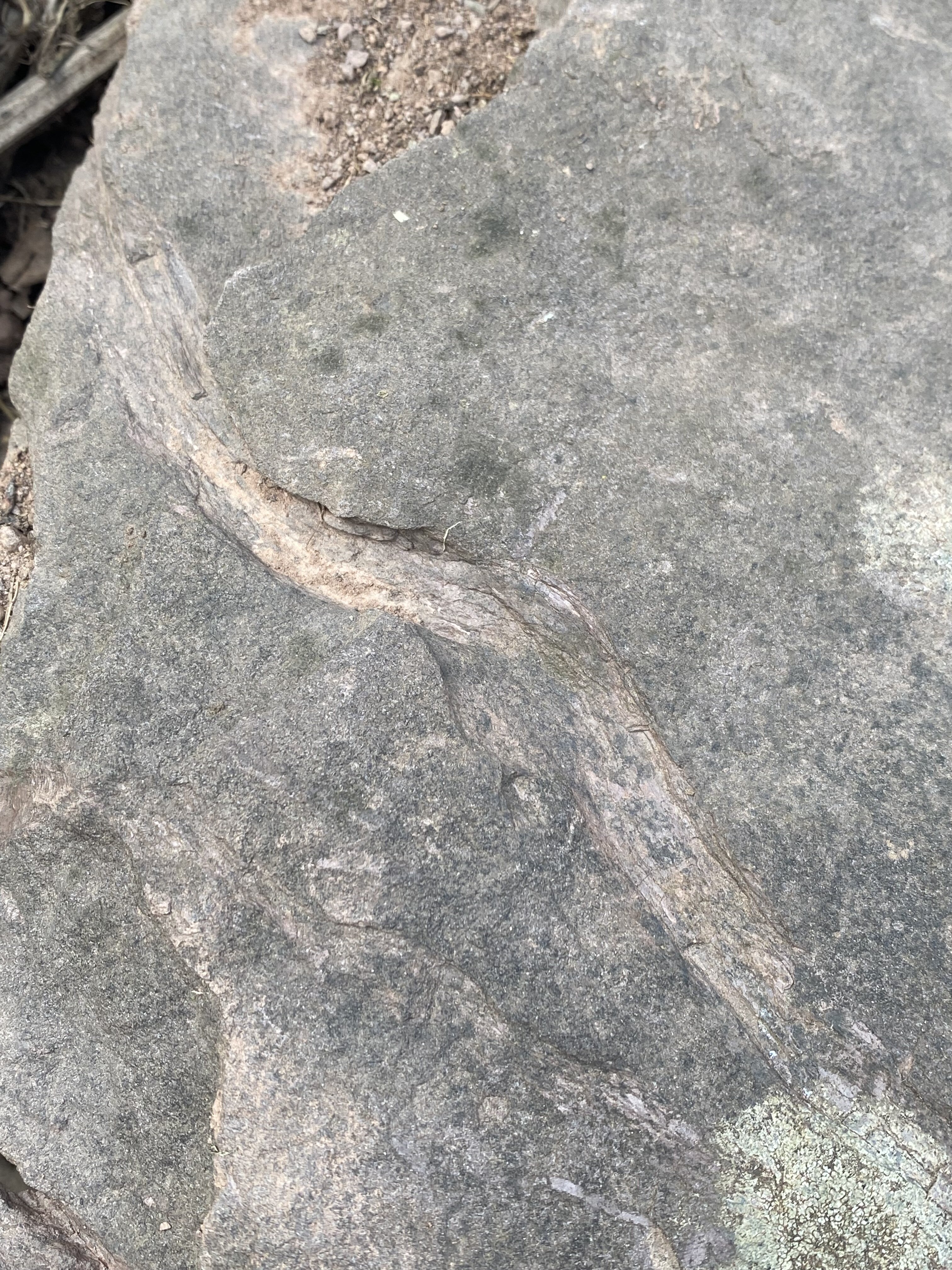 Lower Walton Formation, is this a fossil? - Fossil ID - The Fossil Forum