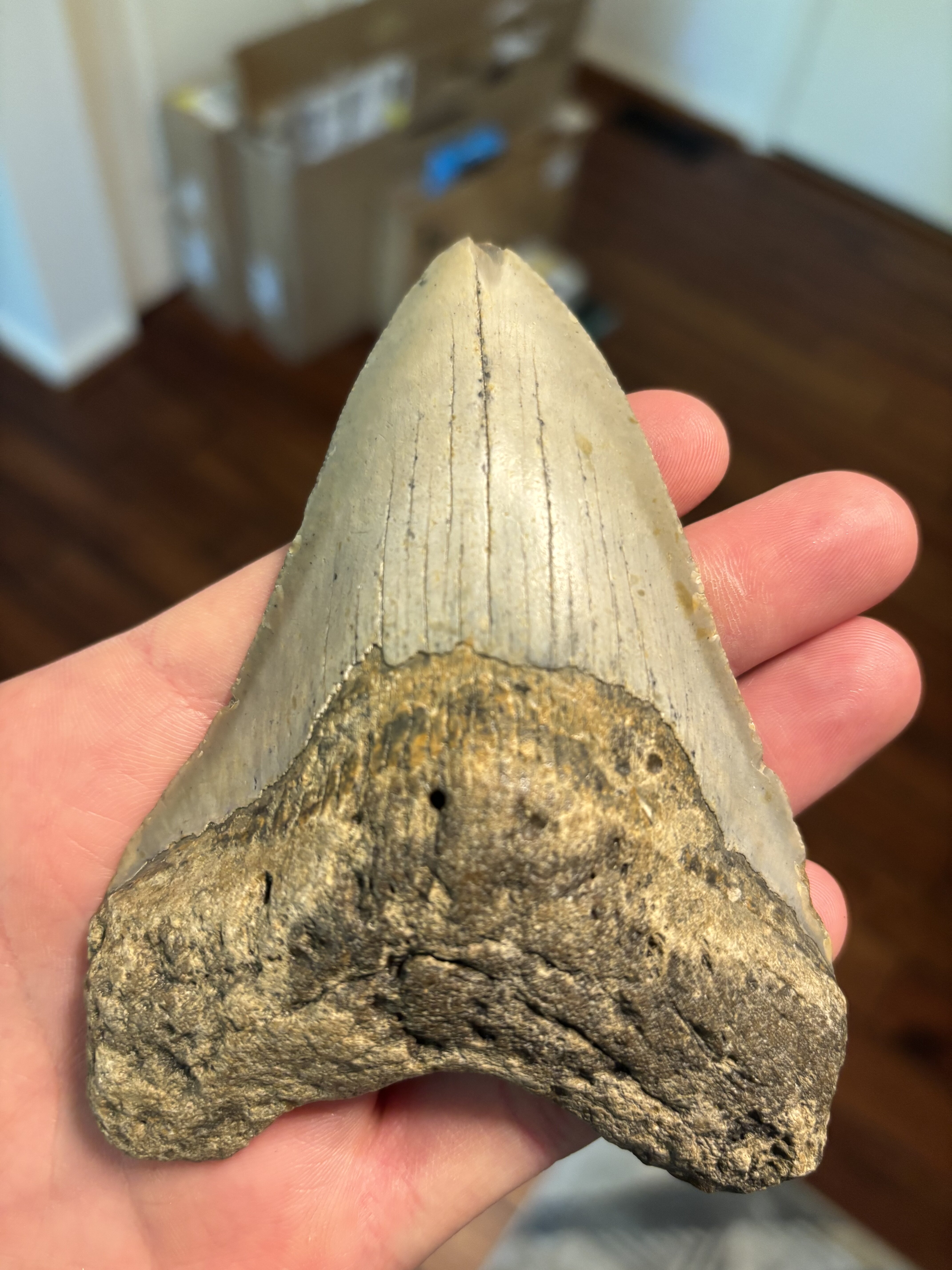 Florida Meg Tooth - Fossil ID - The Fossil Forum