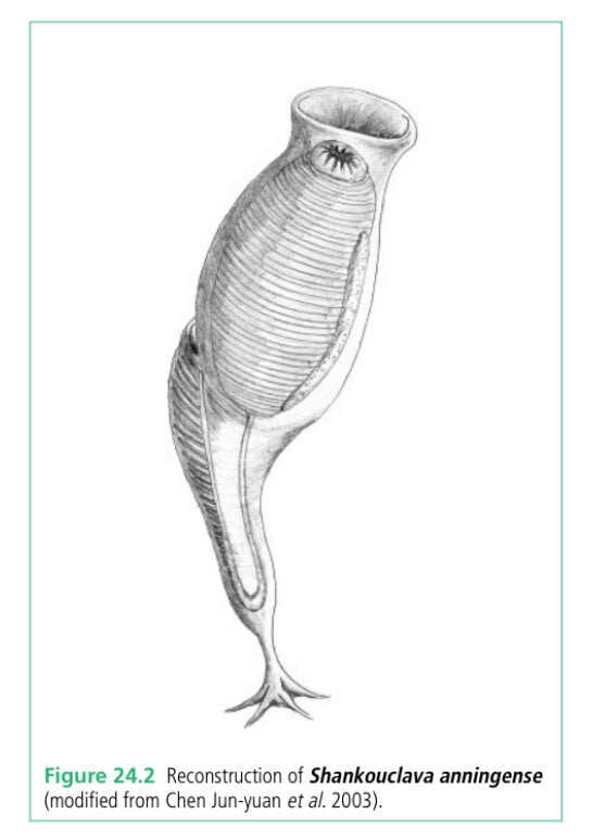 Cambrian Fossil ID - Fossil ID - The Fossil Forum