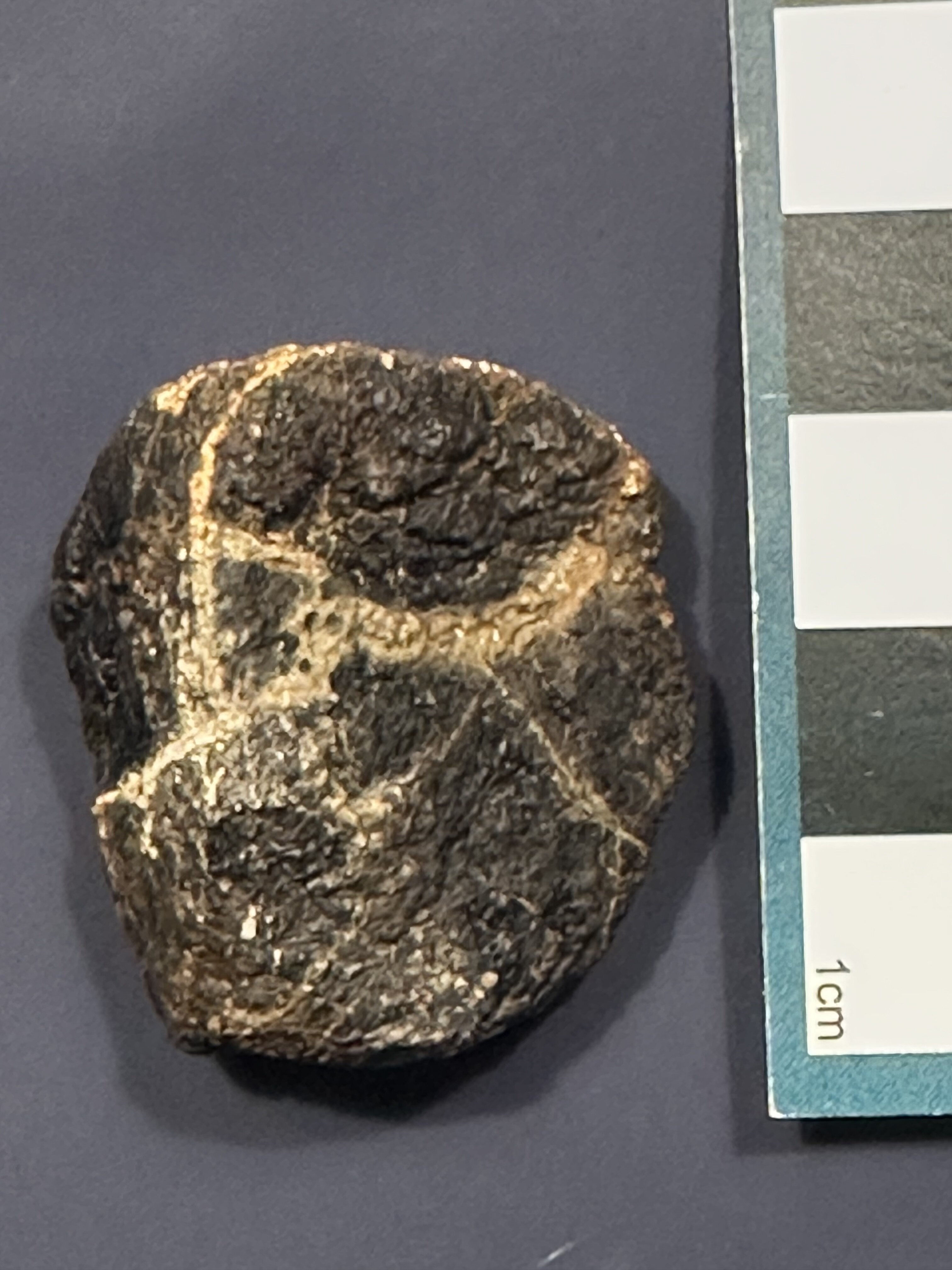 Possible Armour ? - Fossil ID - The Fossil Forum