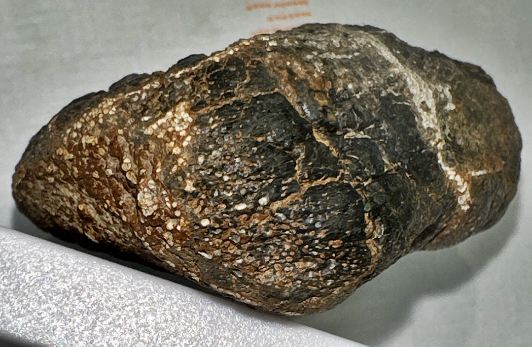Possible Armour ? - Fossil ID - The Fossil Forum