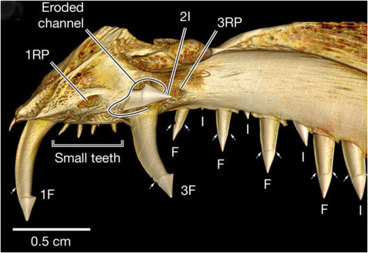 Stone City Formation Tooth? - Fossil ID - The Fossil Forum