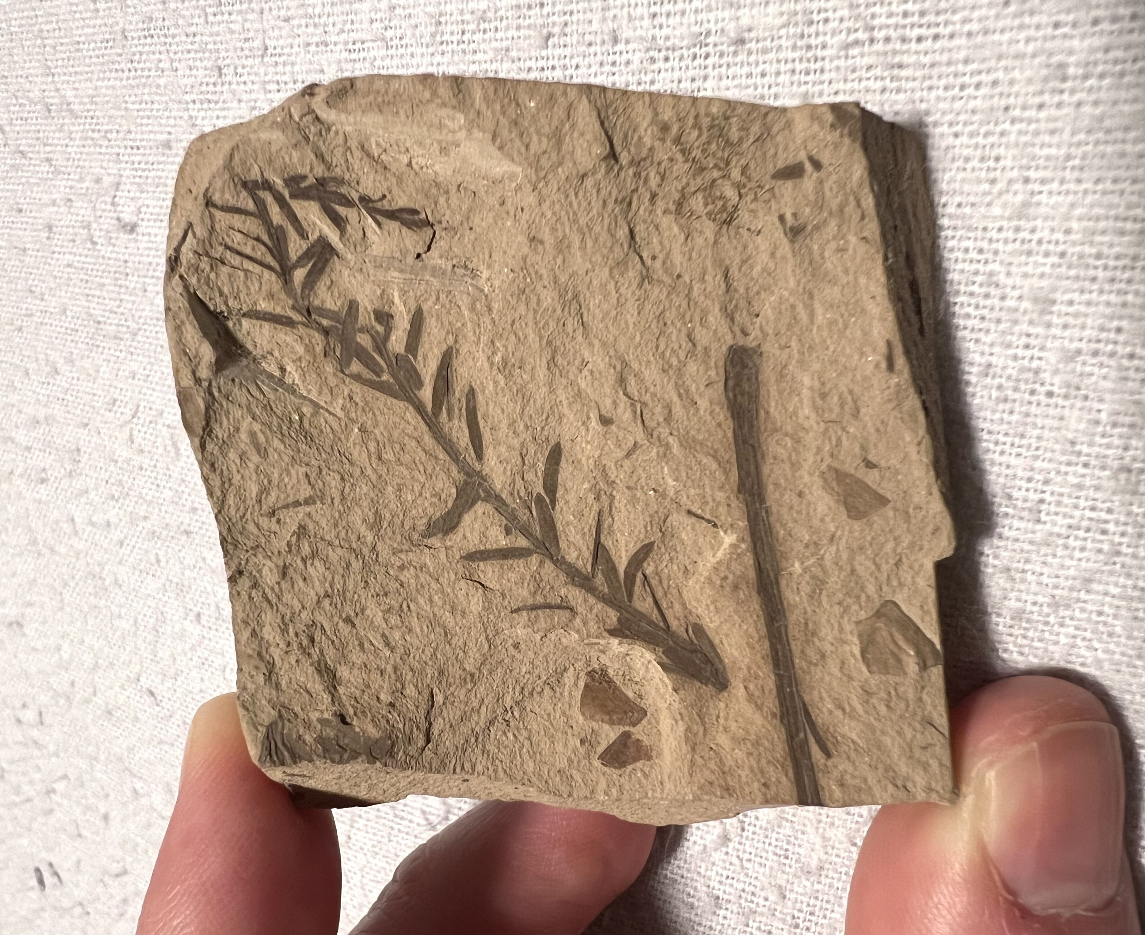 Based on the preservation, where does this plant fossil likely come ...