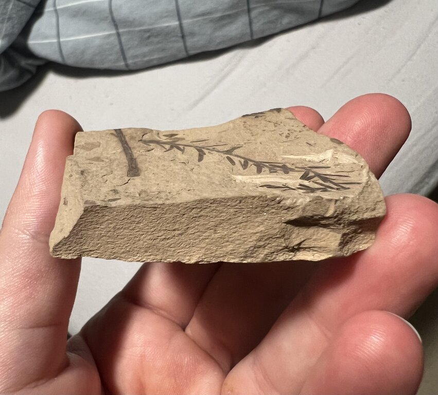 Based on the preservation, where does this plant fossil likely come ...