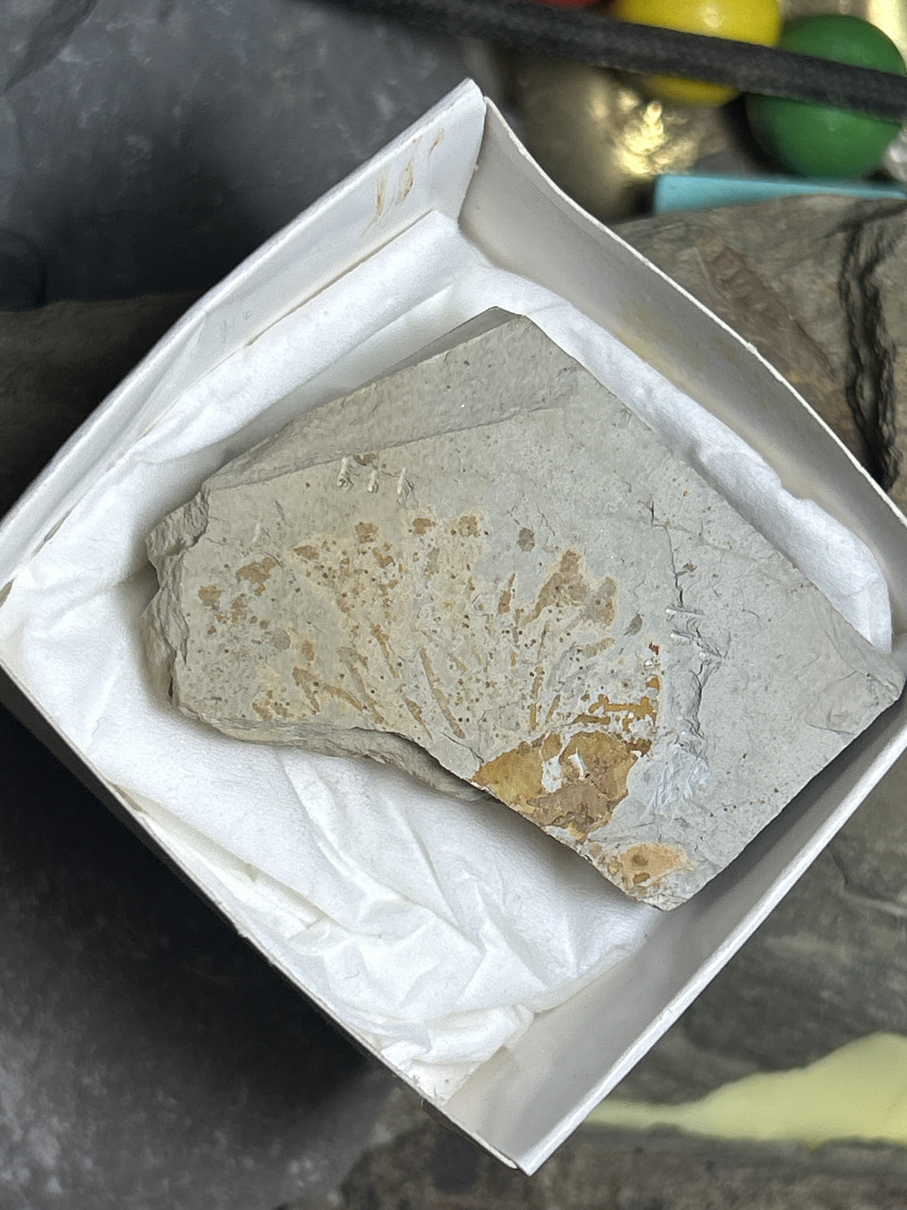 Radiodont appendage from the Kinzers Formation - Fossil ID - The Fossil ...