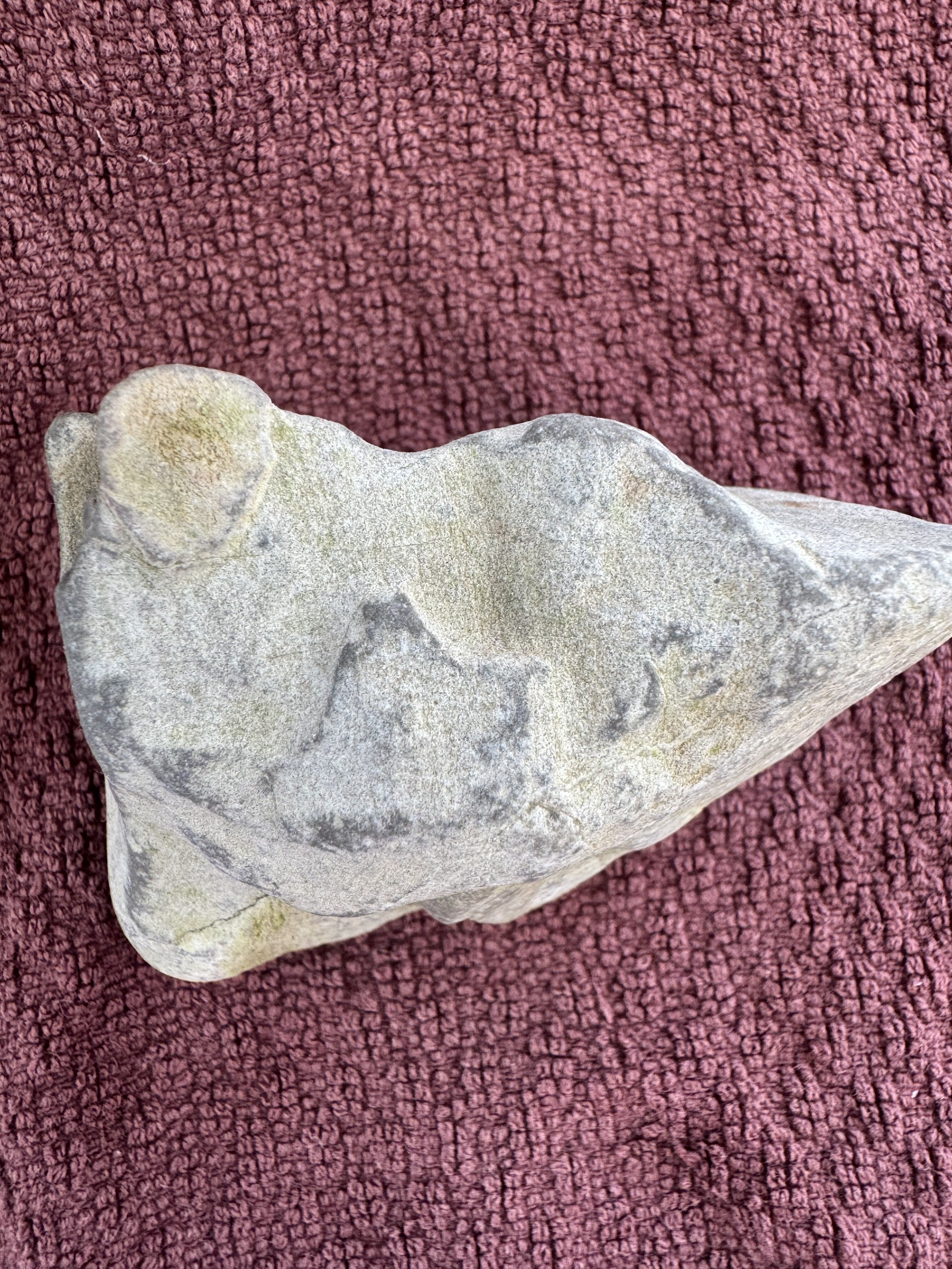 Fossil found in Southern Illinois near Cave N Rock - Fossil ID - The ...