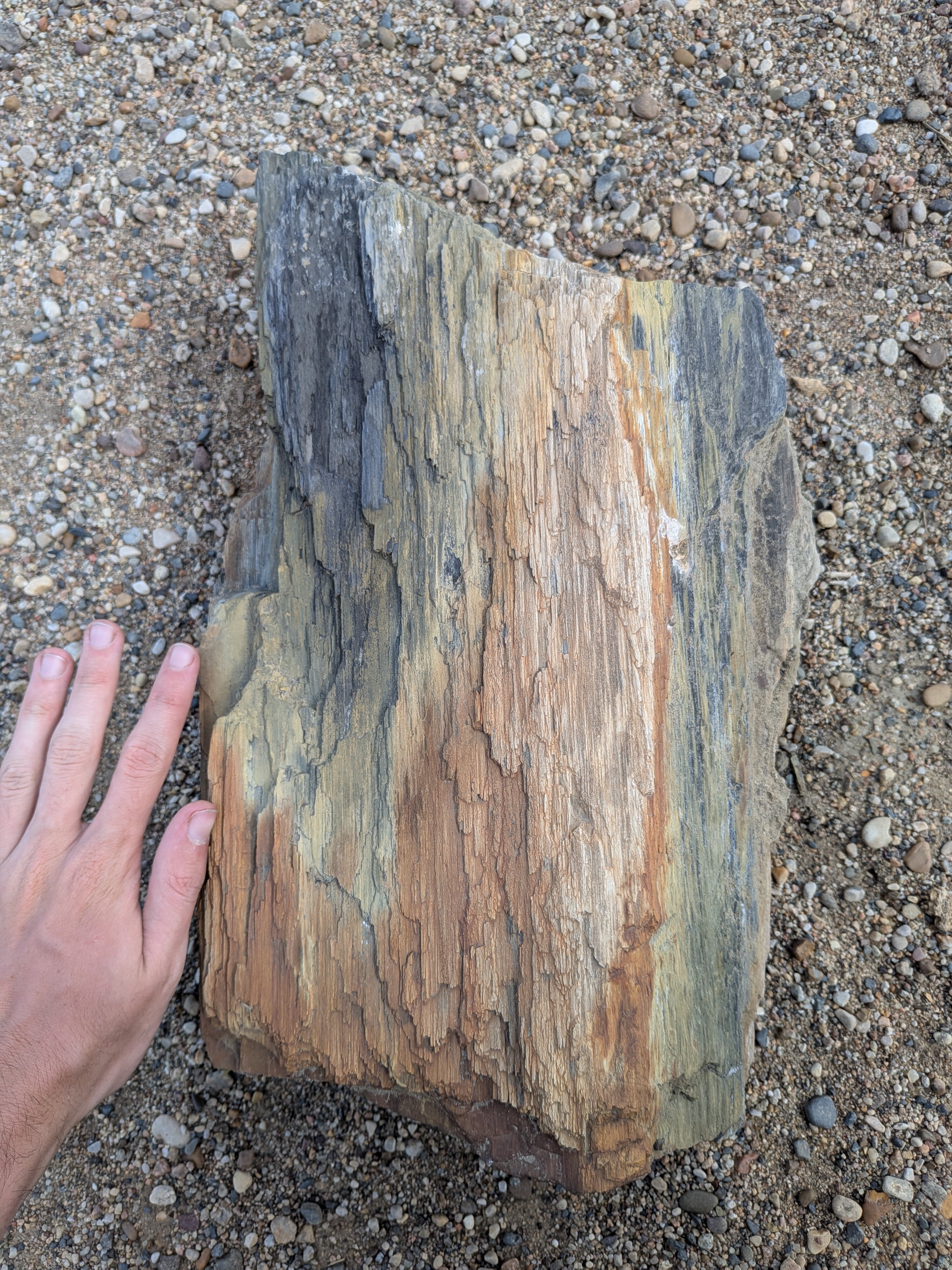 Rainbow Petrified Wood - Fossil ID - The Fossil Forum